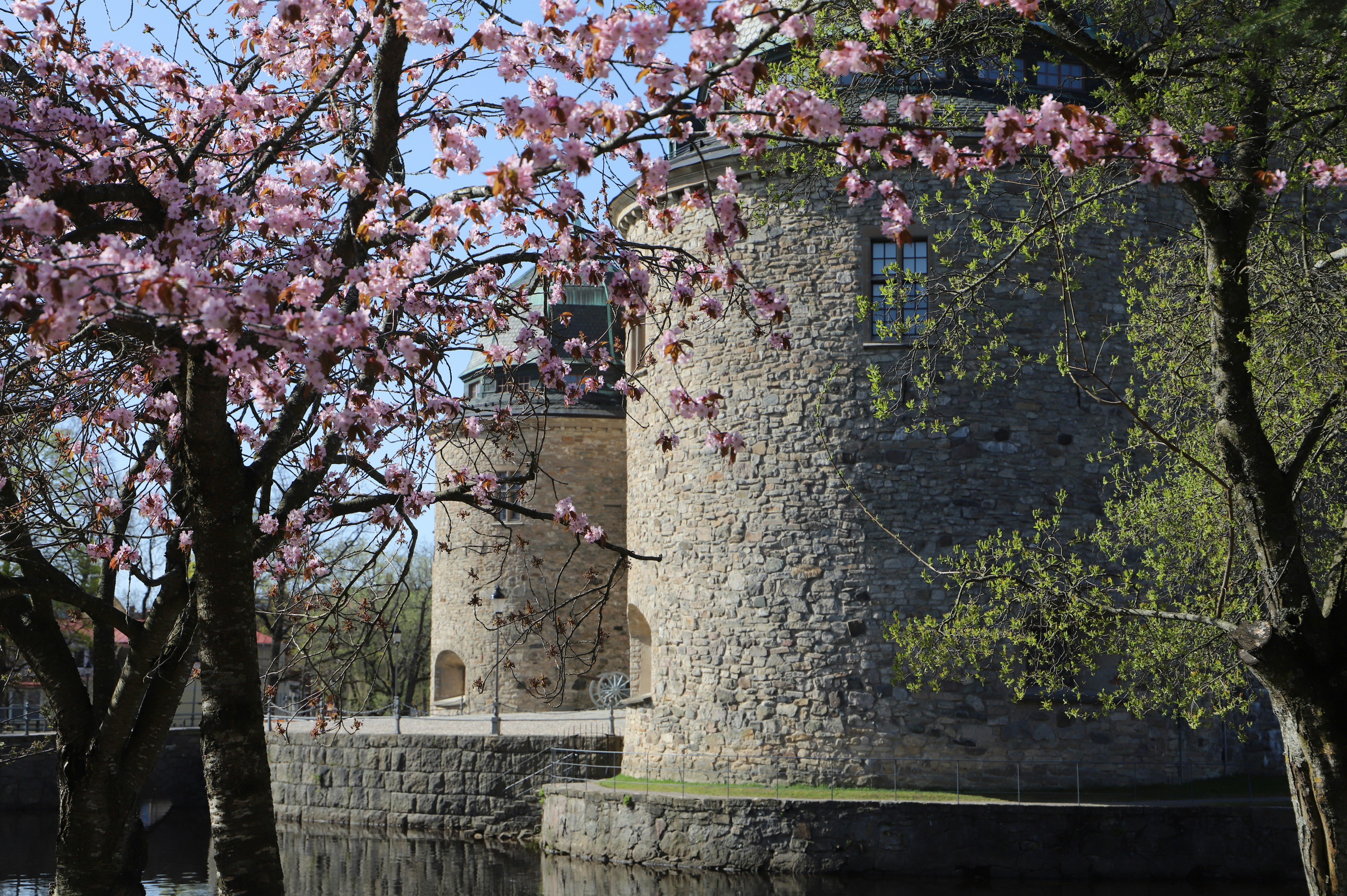 Örebro castle and cherry trees in the foreground
