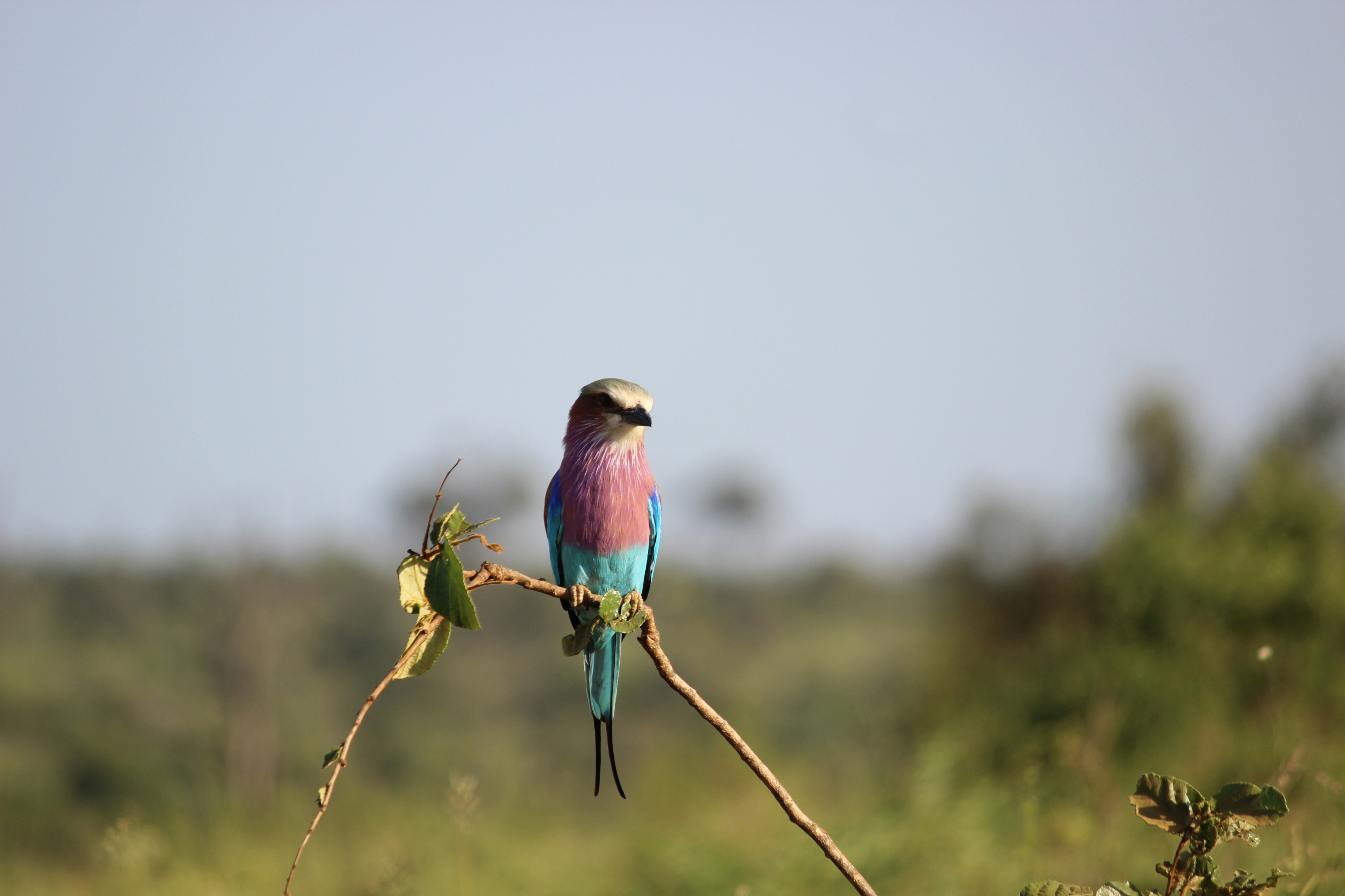 Lilac-breasted Roller Perched on a Delicate Branch in Bright Savanna Light