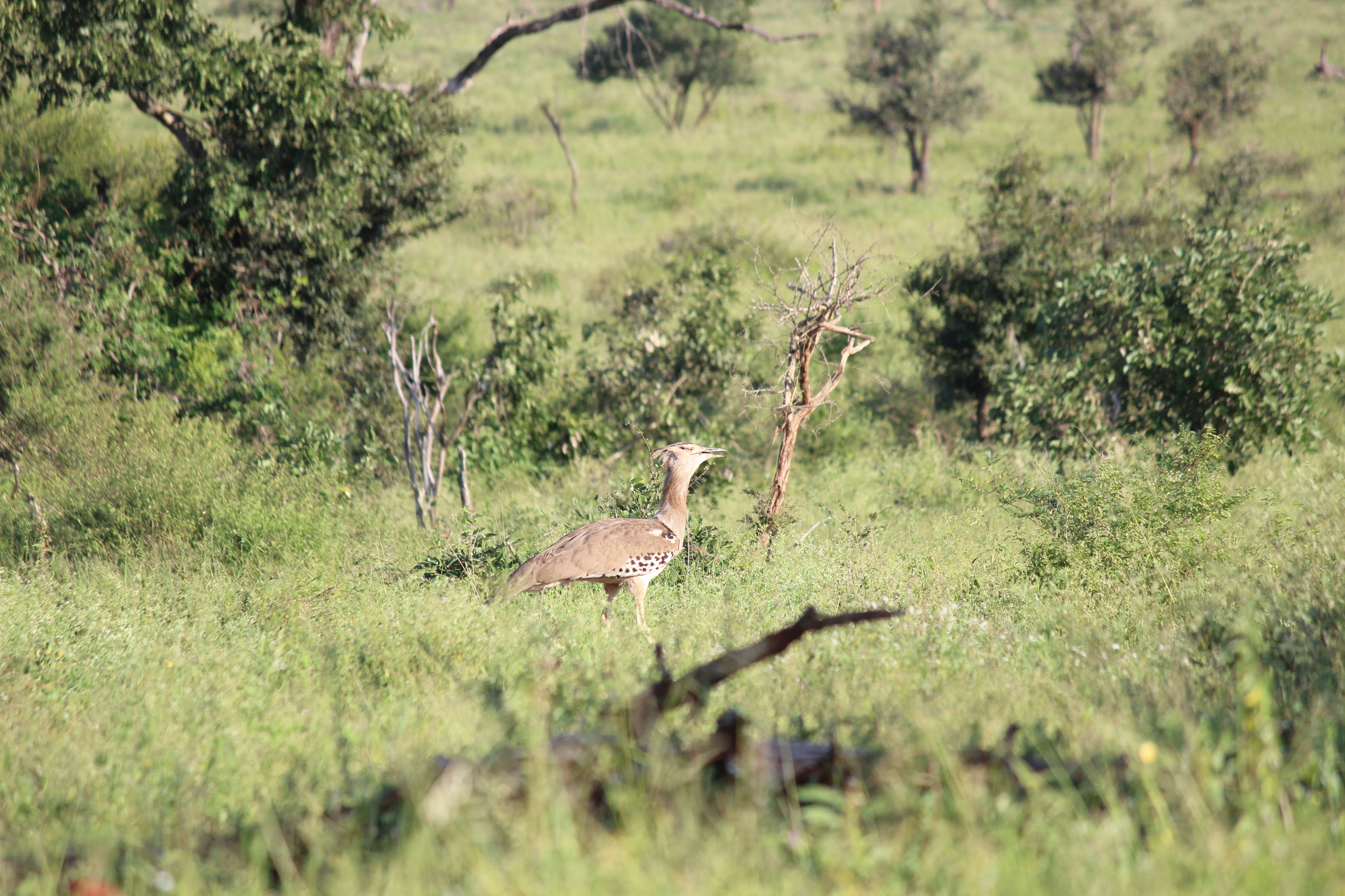 Bird standing amid tall grass in a lush green field with distant trees.
