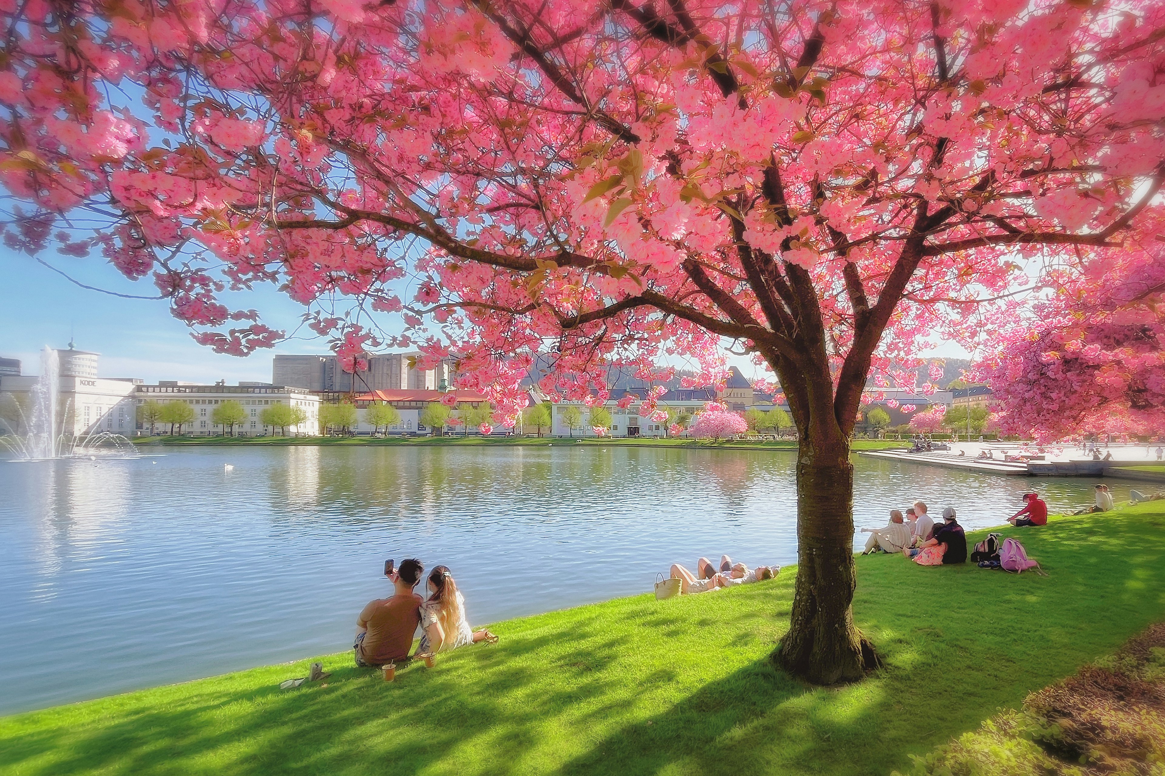 Cherry blossoms fringe a sunlit riverside lawn as visitors relax on the grass beside a calm lake.
