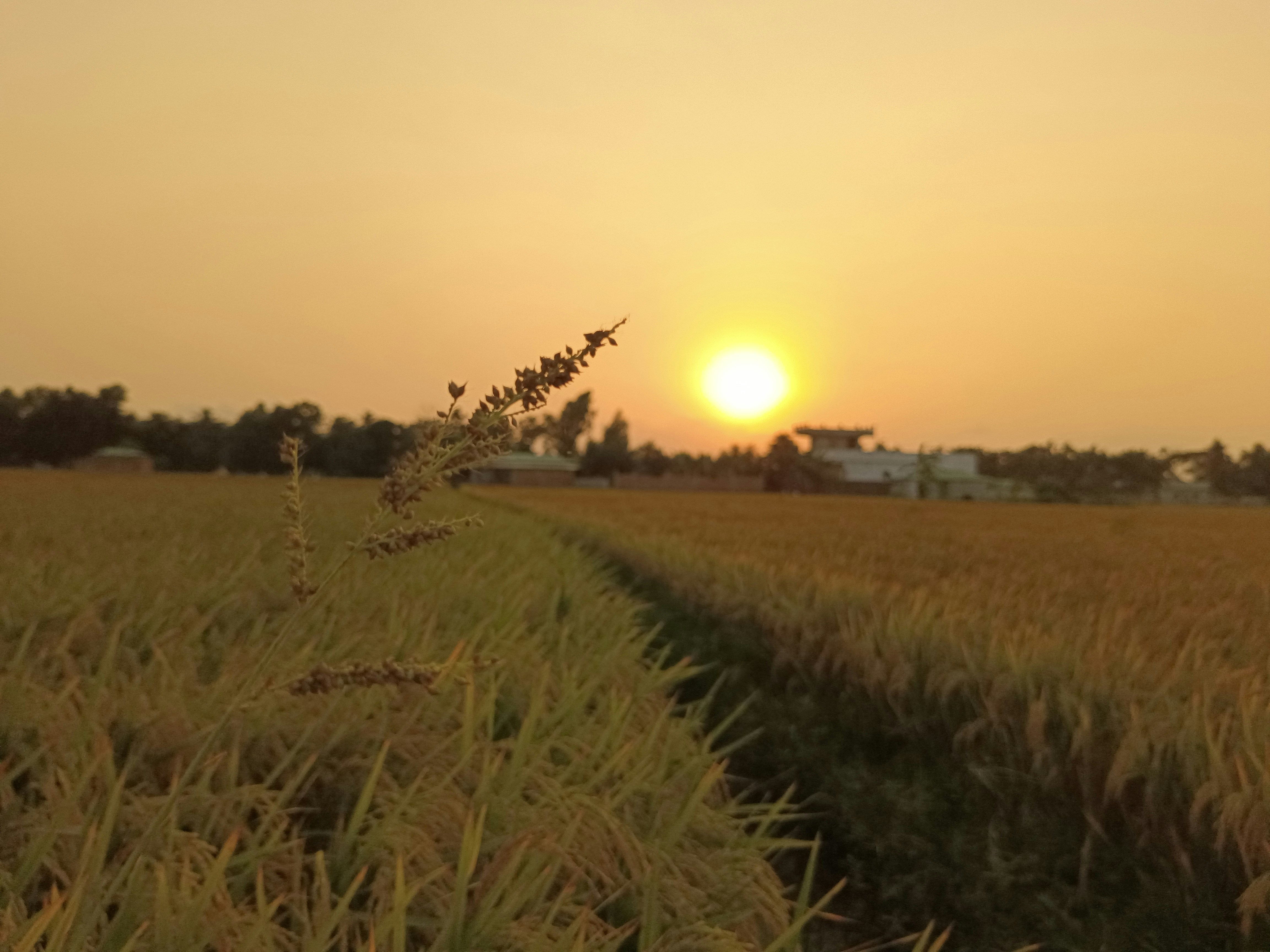 Sample photo from Vivo V23