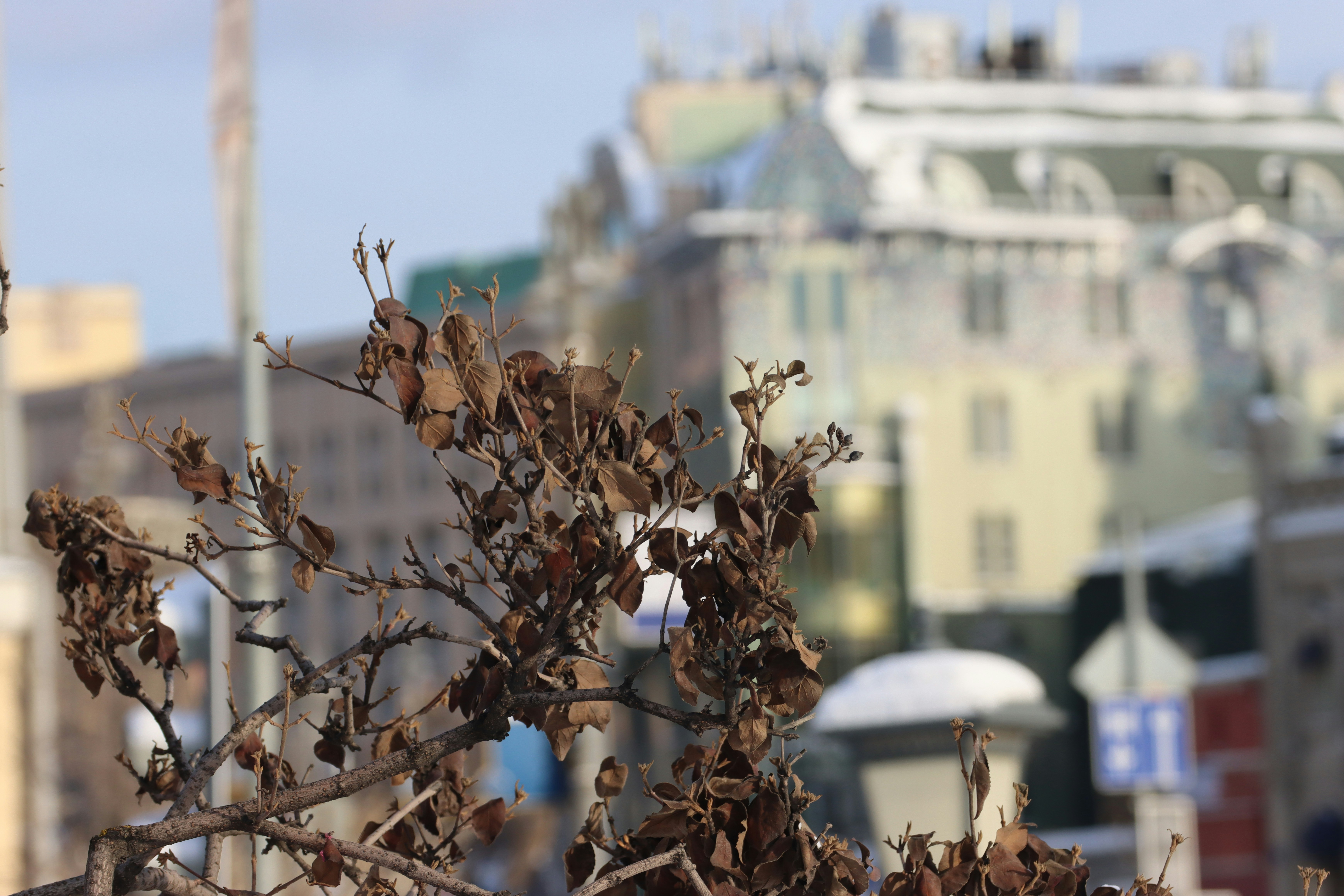 Winter Foliage in the City's Soft Focus