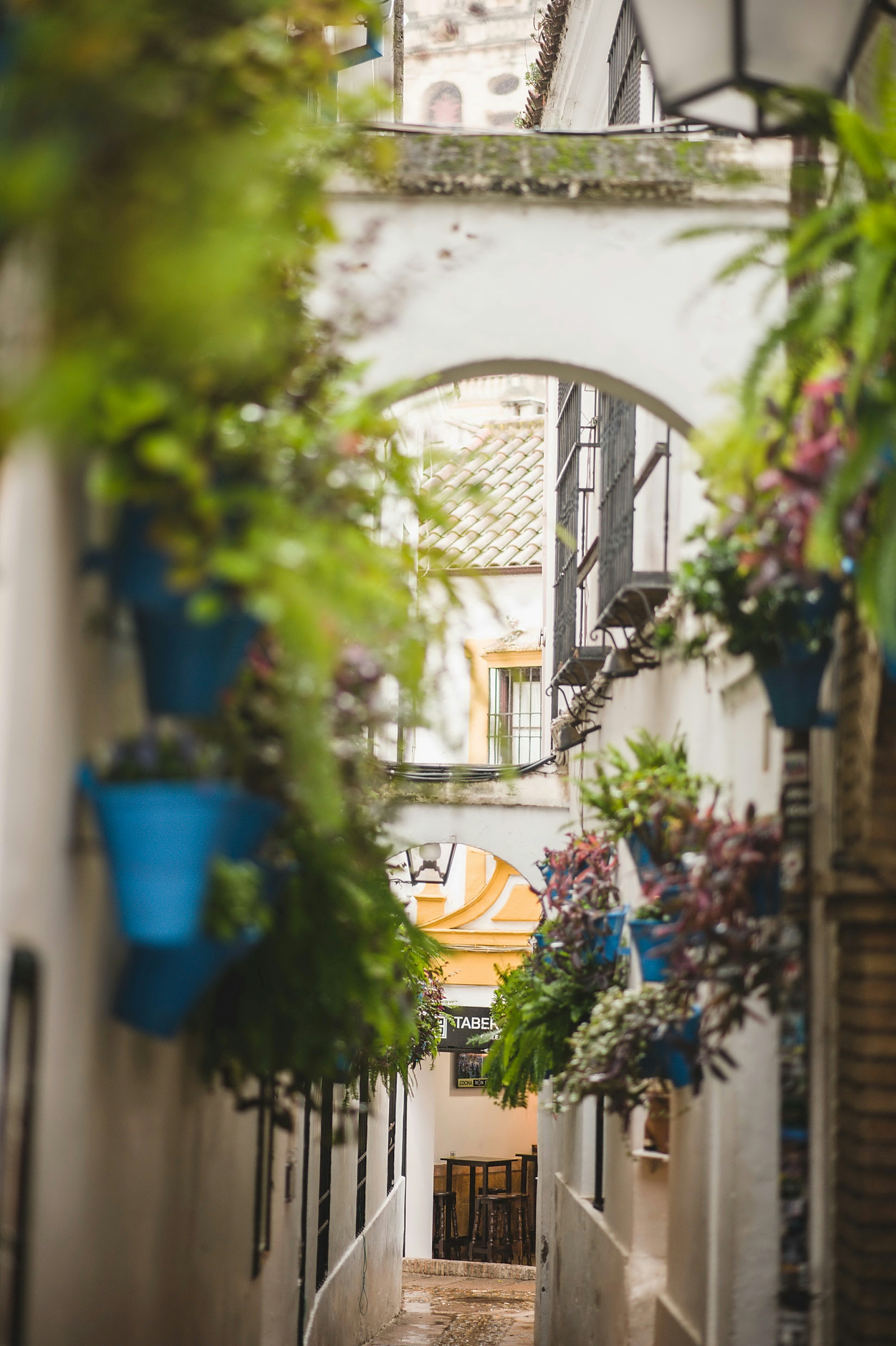 A narrow alleyway with potted plants on either side photo – Free Spain ...