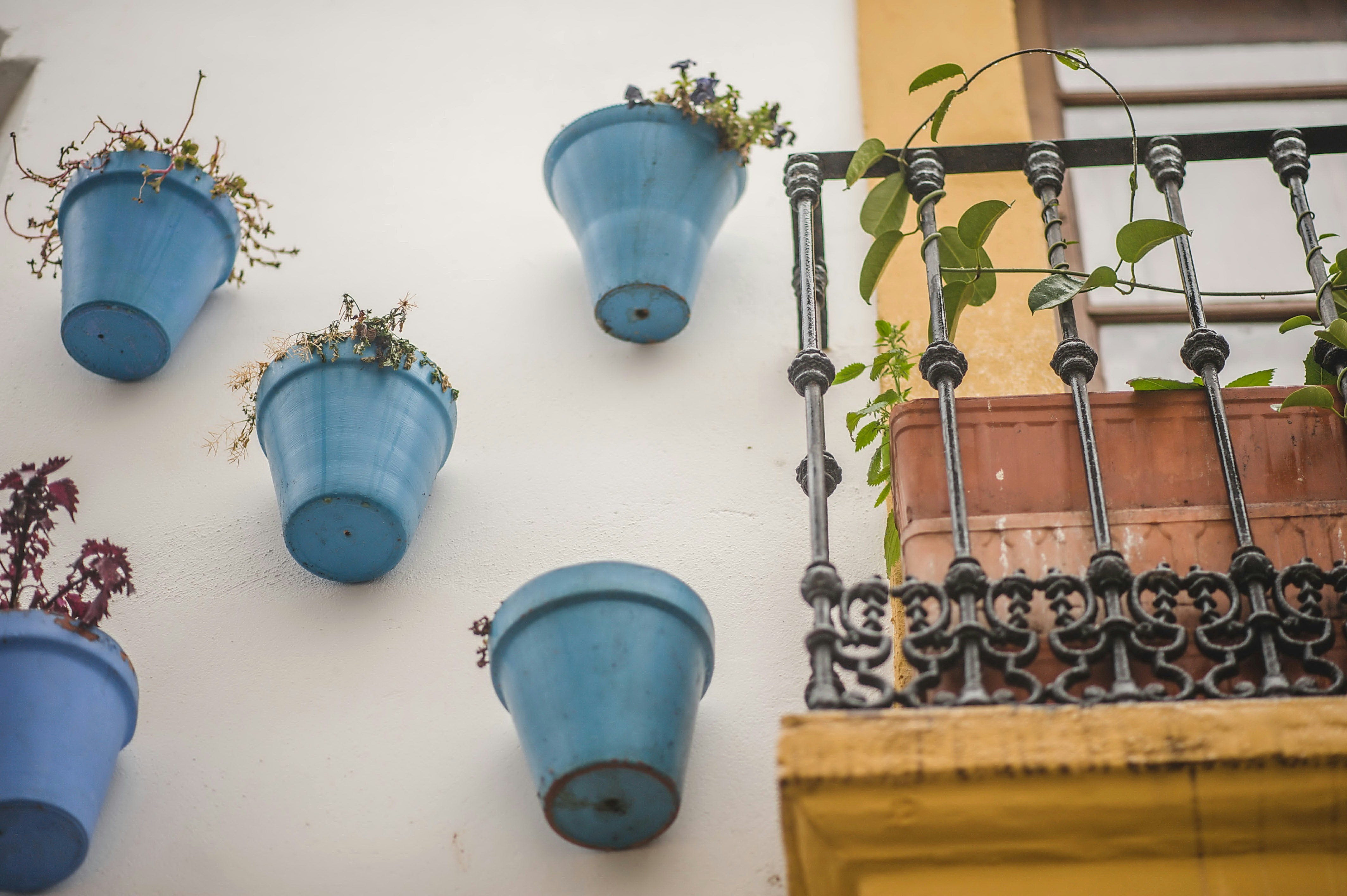 Cerulean Pots on a White Wall Framed by Iron Balcony