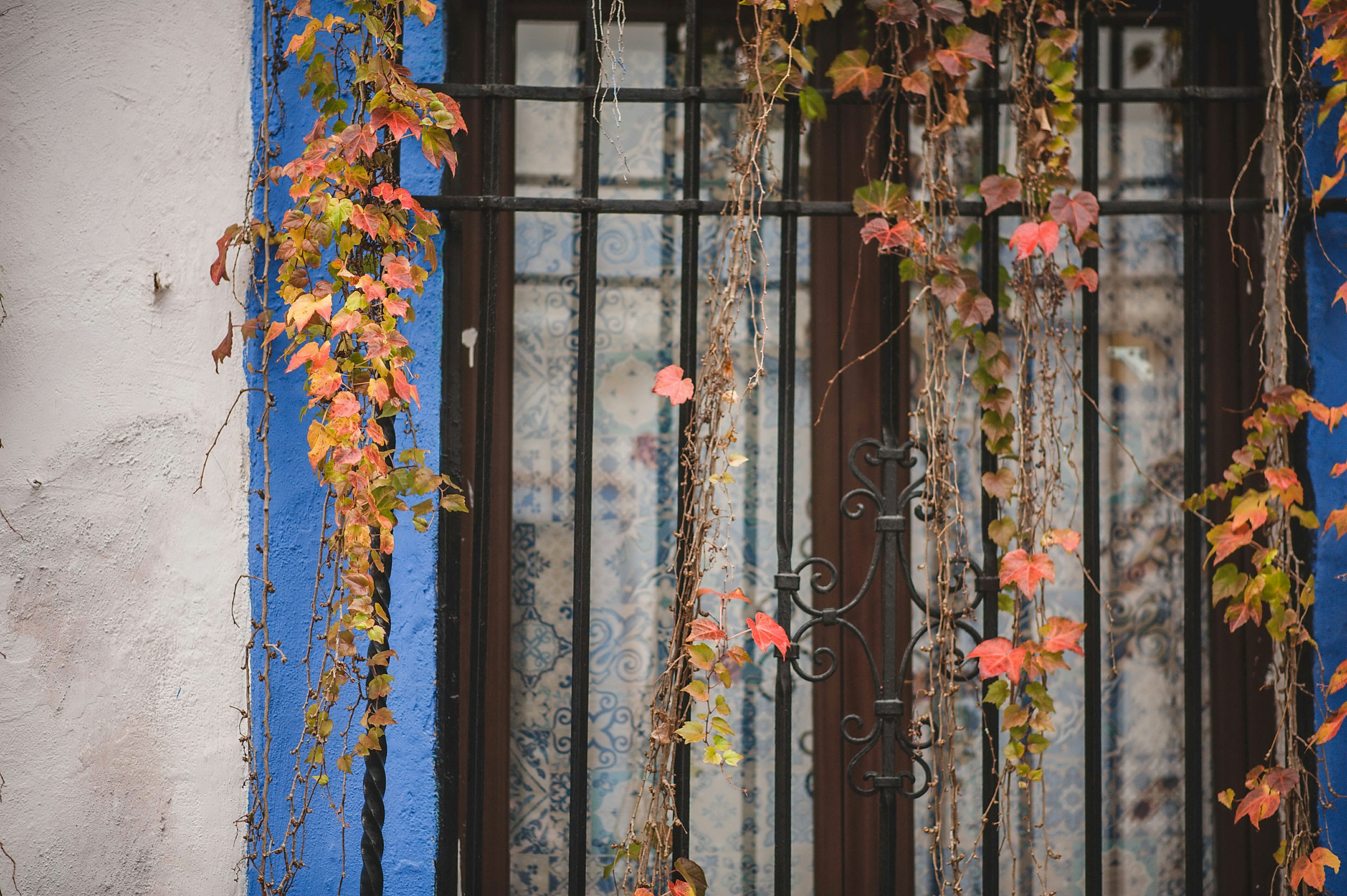 Autumn Ivy on a Blue-Frame Doorway Behind Iron Bars