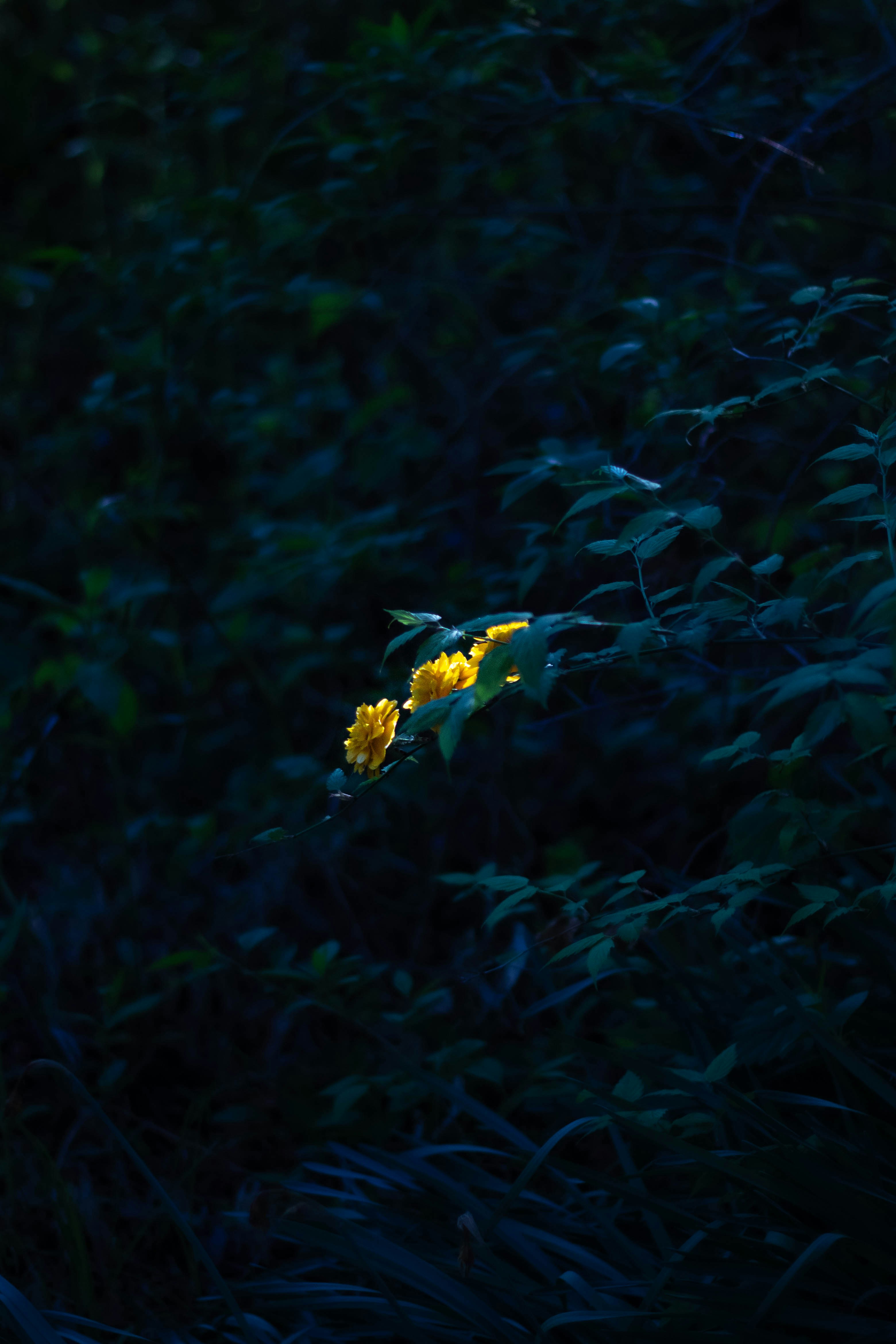 A Break in the Night: Yellow Blooms Highlight a Spotlighted Path