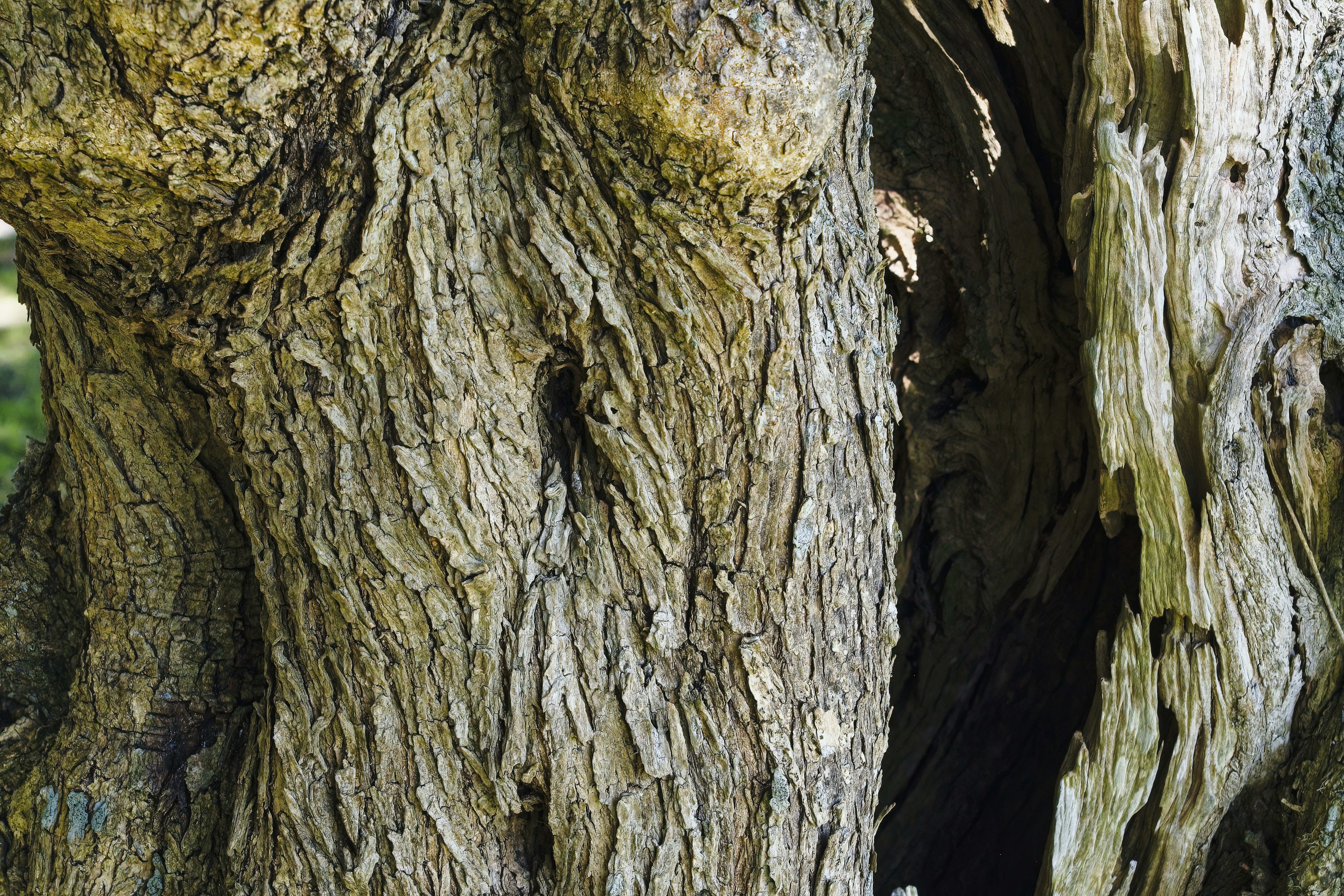 Twin Trunks and a Hidden Crevice: Texture Portrait of Weathered Bark