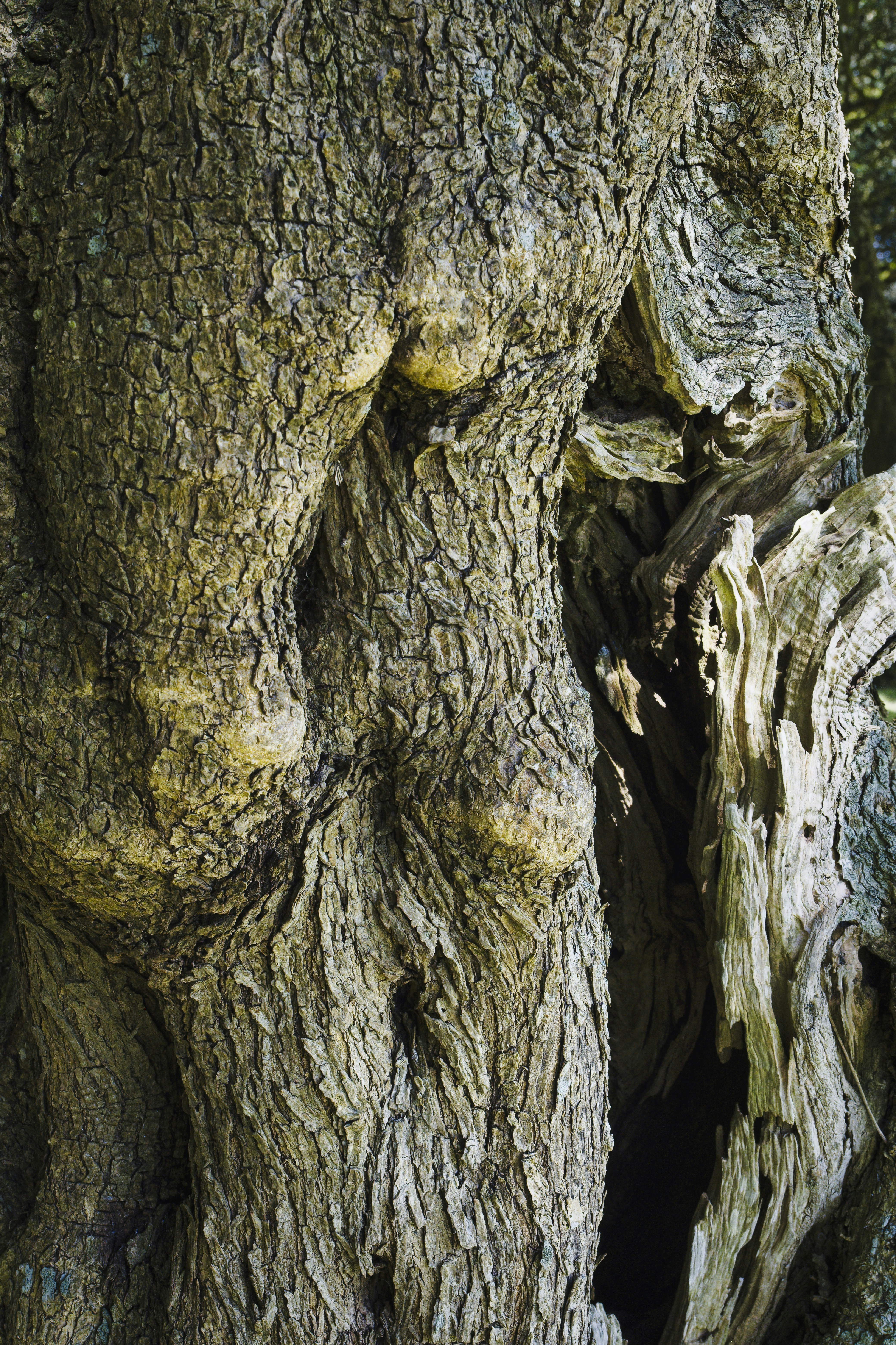 Riven Bark: A Knotty Portrait of a Weathered Trunk