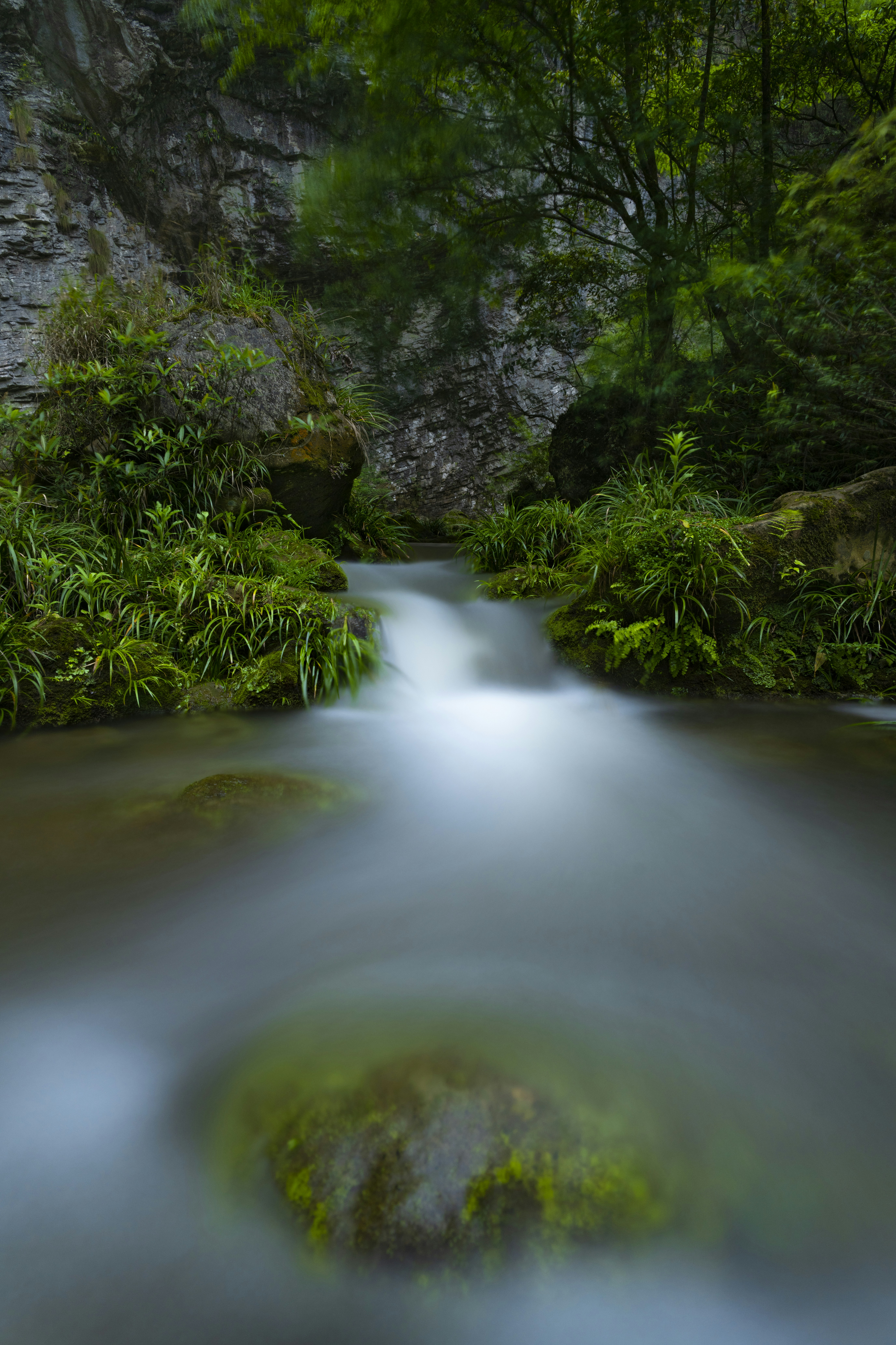 Moss-Cilled Cascade in a Quiet Forest Gorge