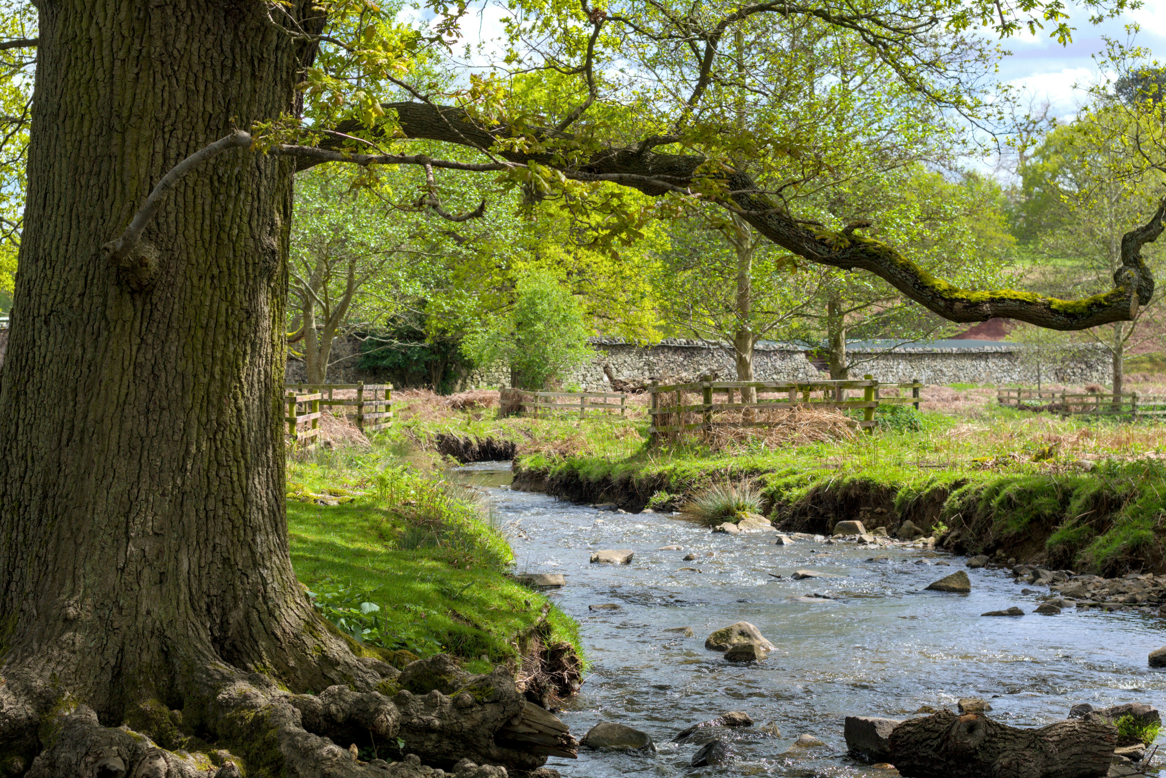 A stream running through a lush green forest photo – Free Tree Image on ...