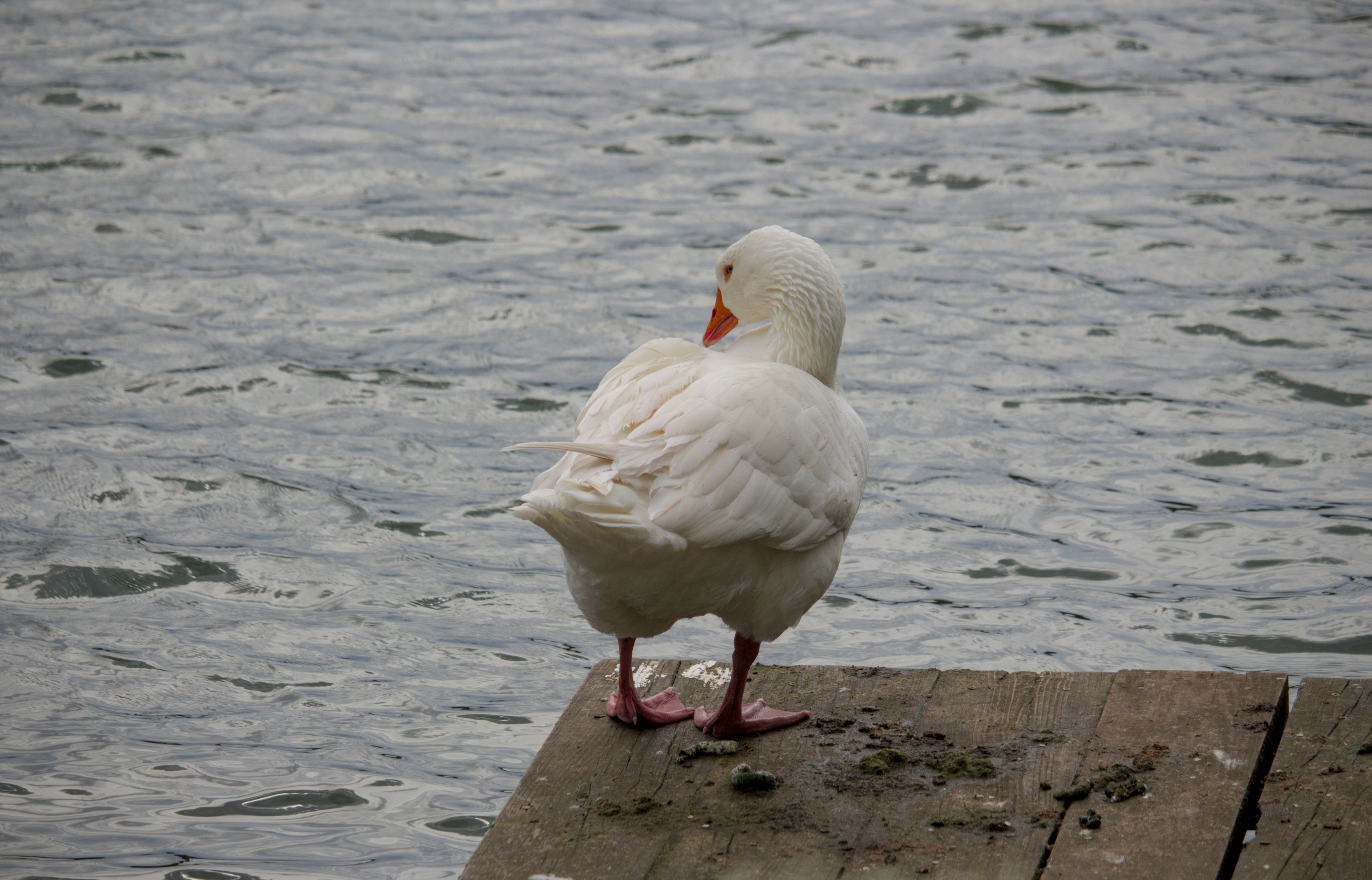 A white duck is standing on a dock photo – Free Animal Image on Unsplash