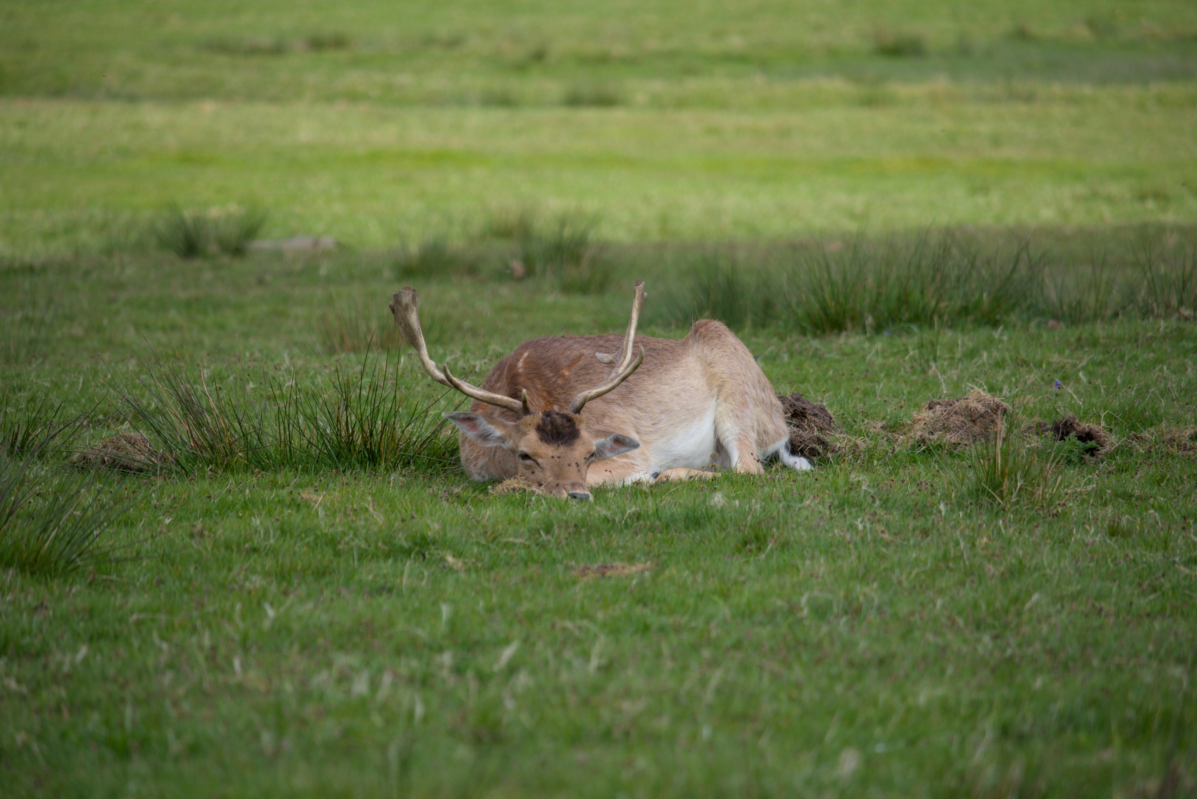 Resting Deer with Velvet Antlers in a Quiet Meadow