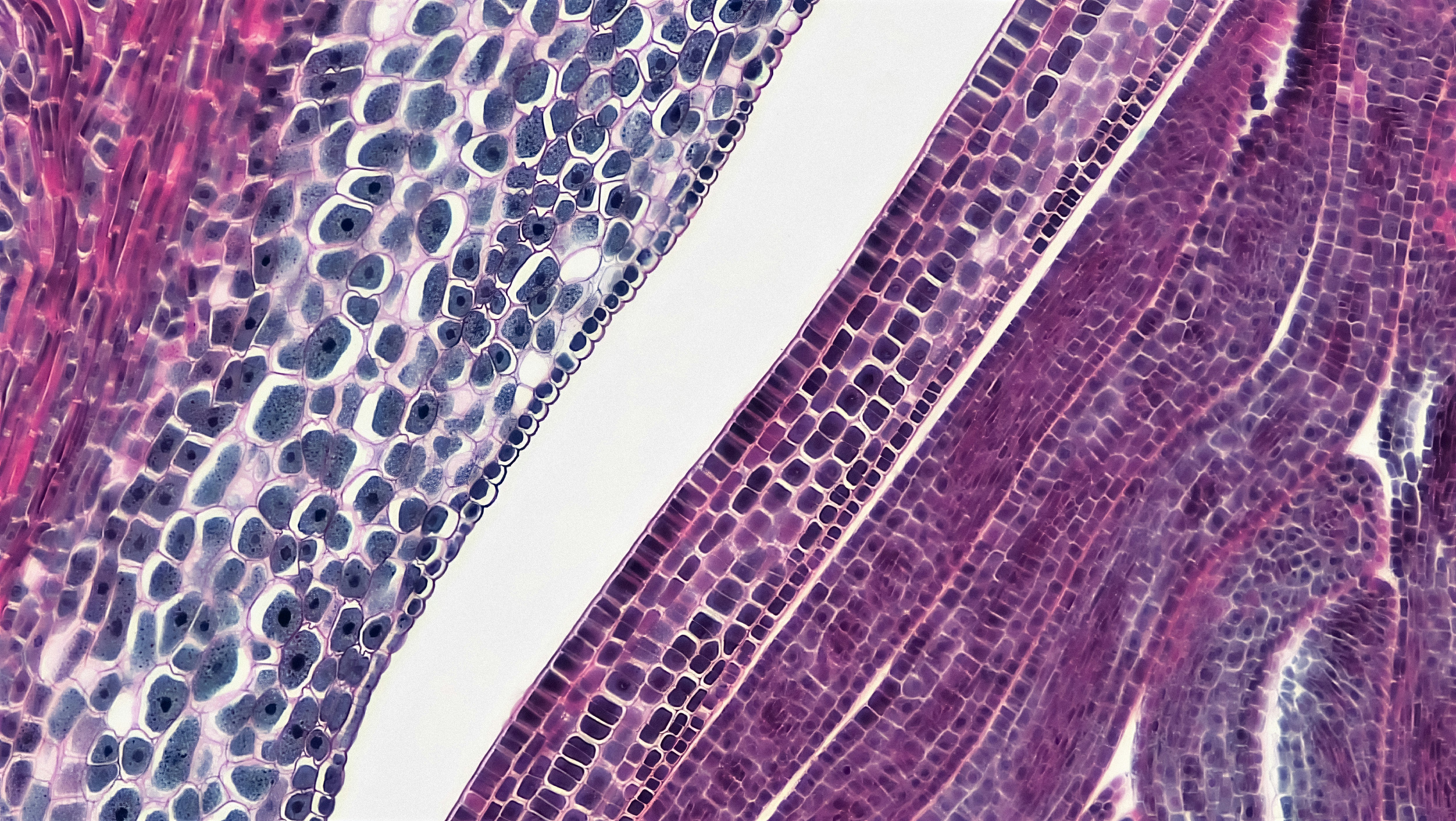 Epithelial Tissues Quiz