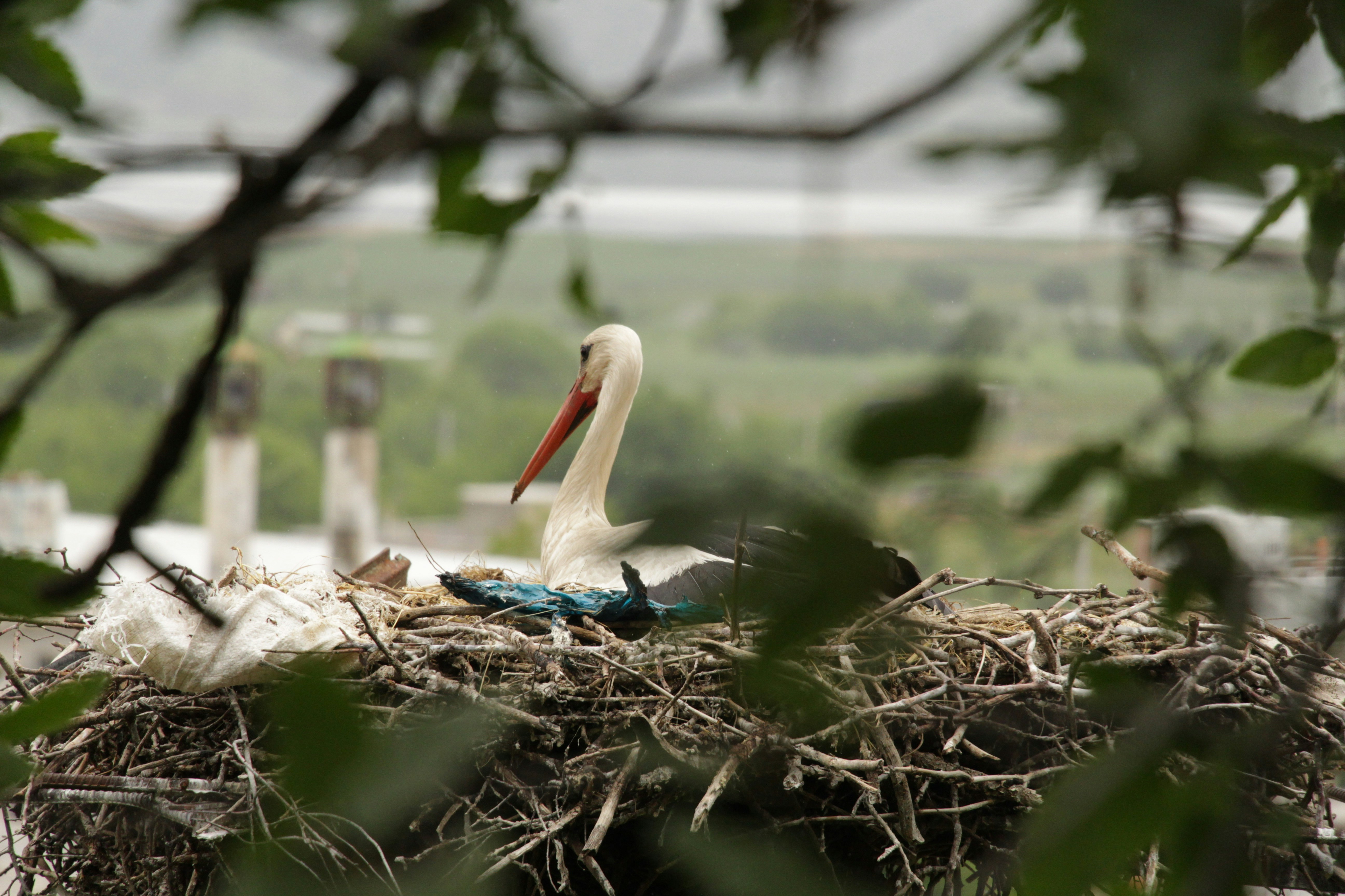 Frond-Framed Stork: A Nest Above the Quiet Farmland