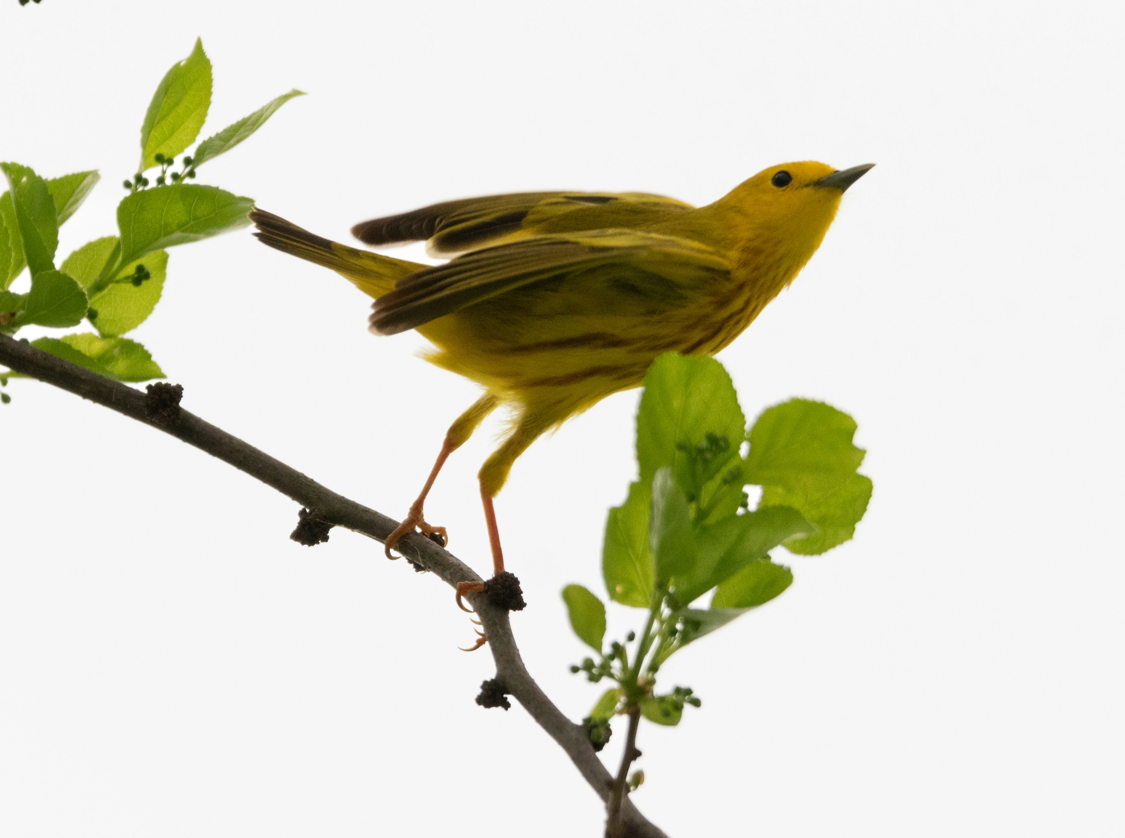Sunlit Warbler Perched on a Swaying Branch