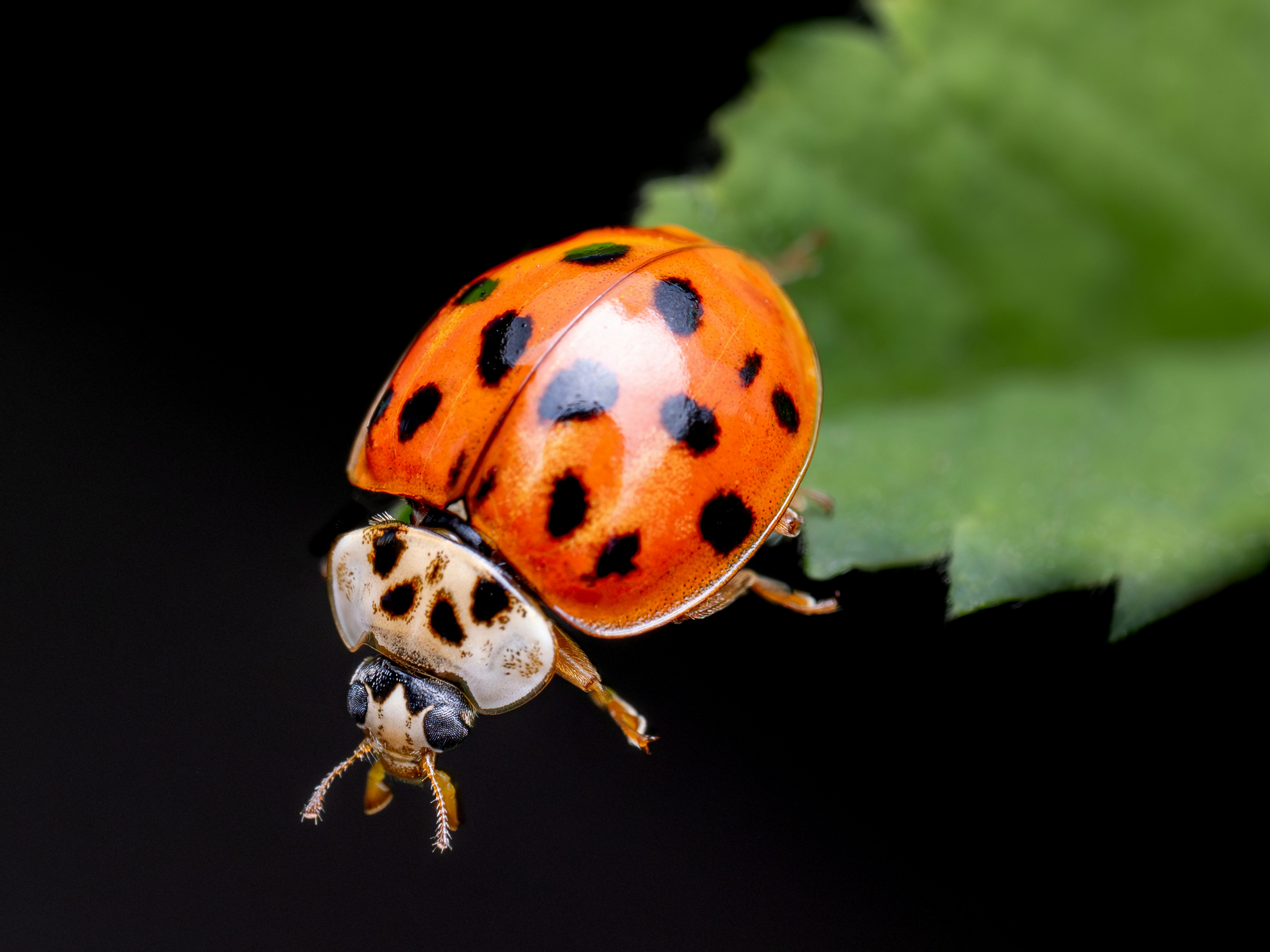 Asian Lady Beetle poised at the tip of a green leaf against a dark background.