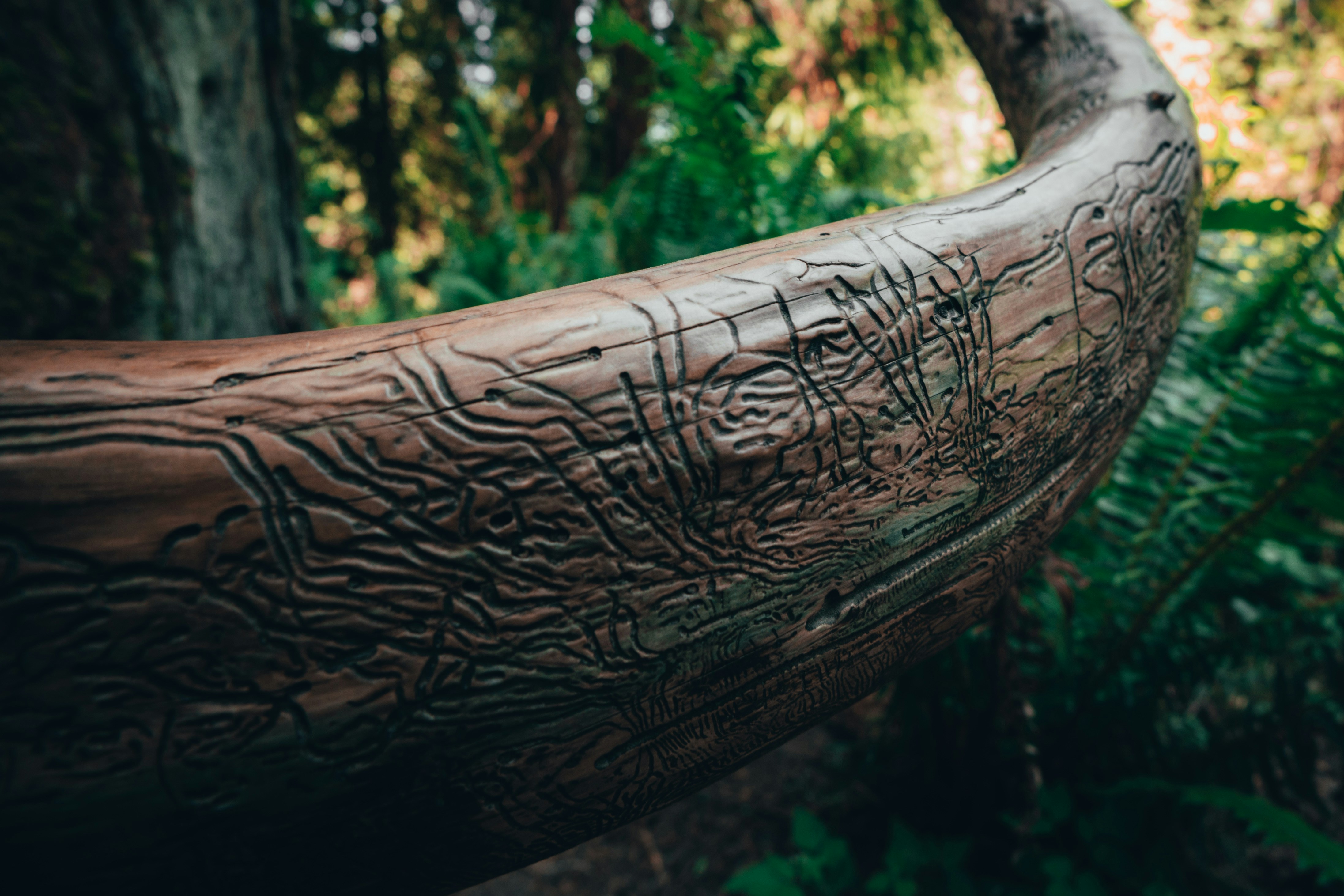 Carved Nature: A Weathered Arm as Sculpture in a Lush Green Clearing
