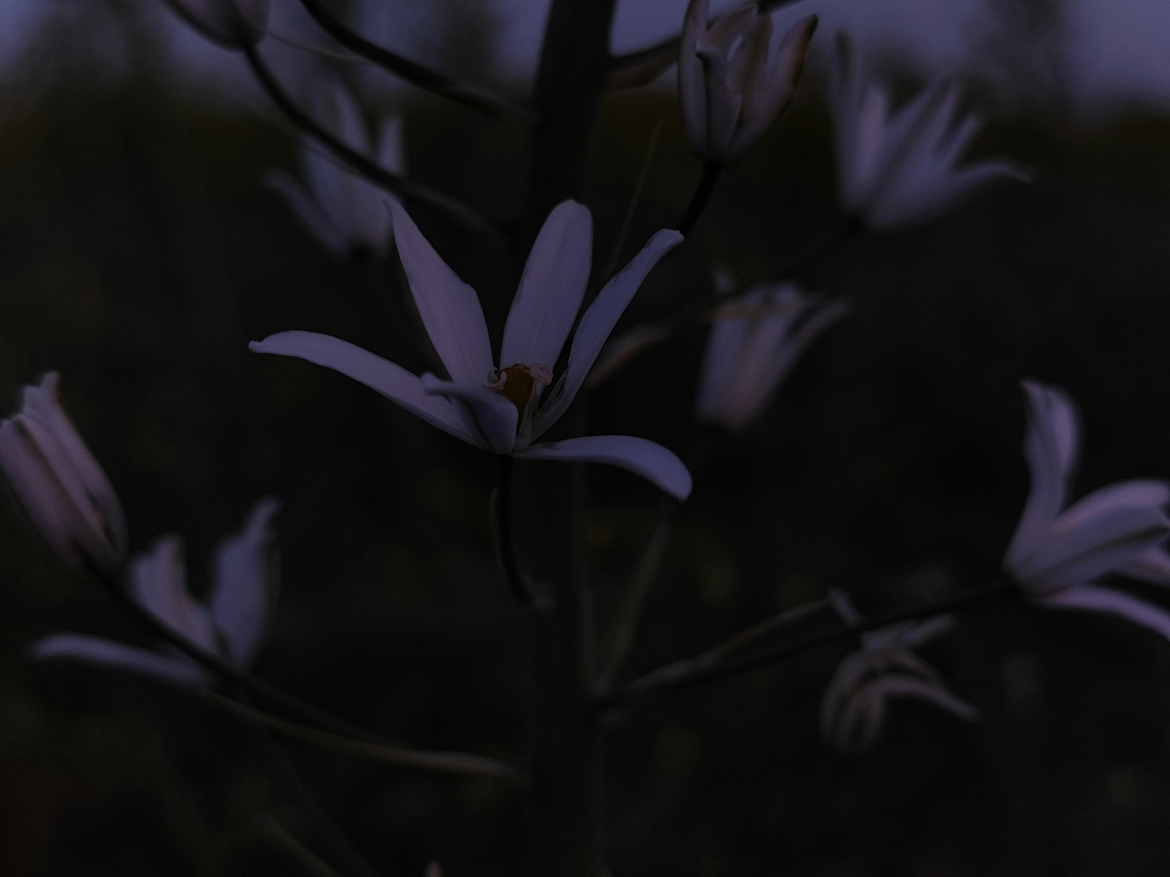 Photo by Fereshte Dashtaki with Xiaomi 11T Pro