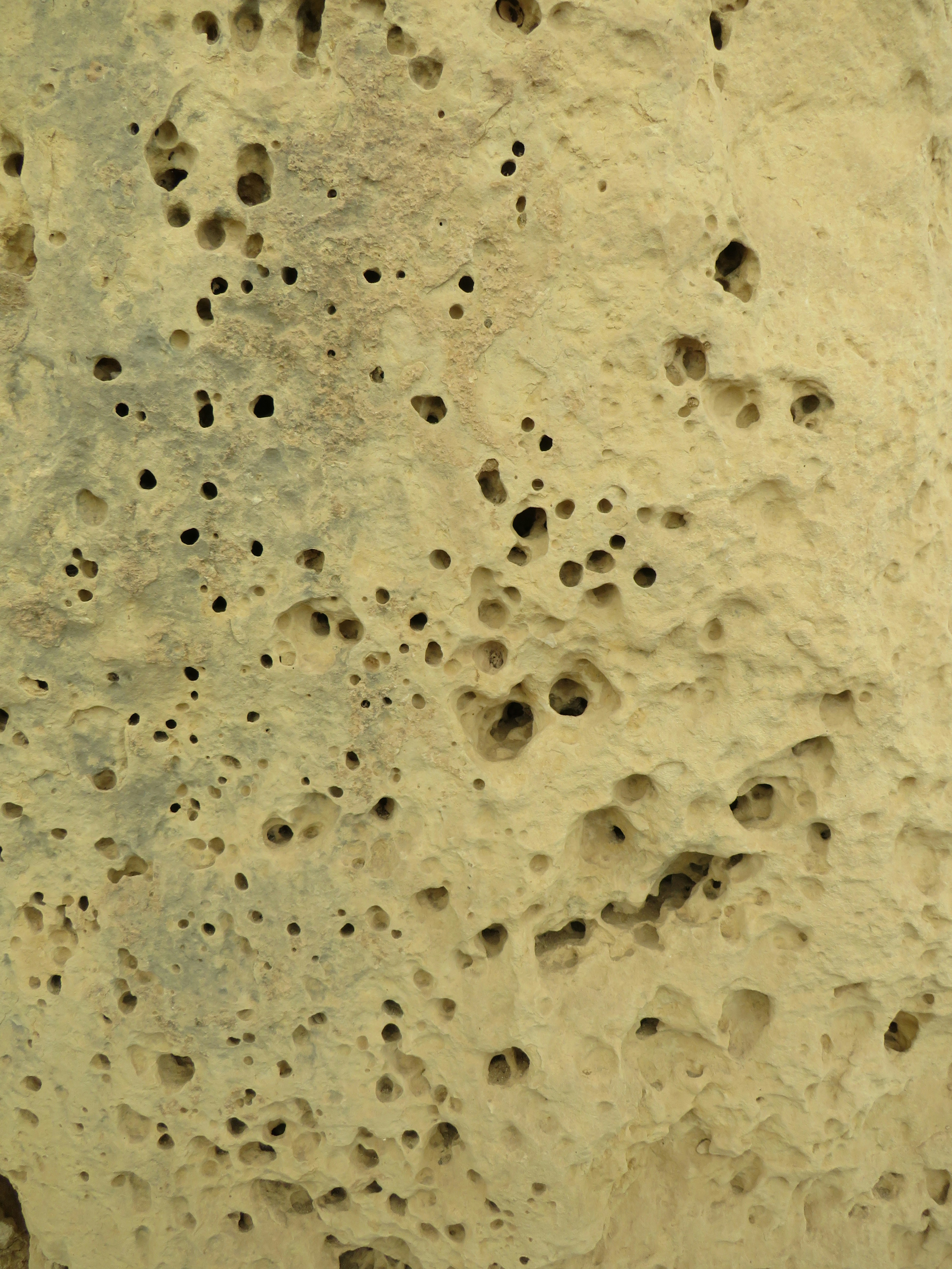 A close up of a rock with holes in it photo – Free Background Image on ...