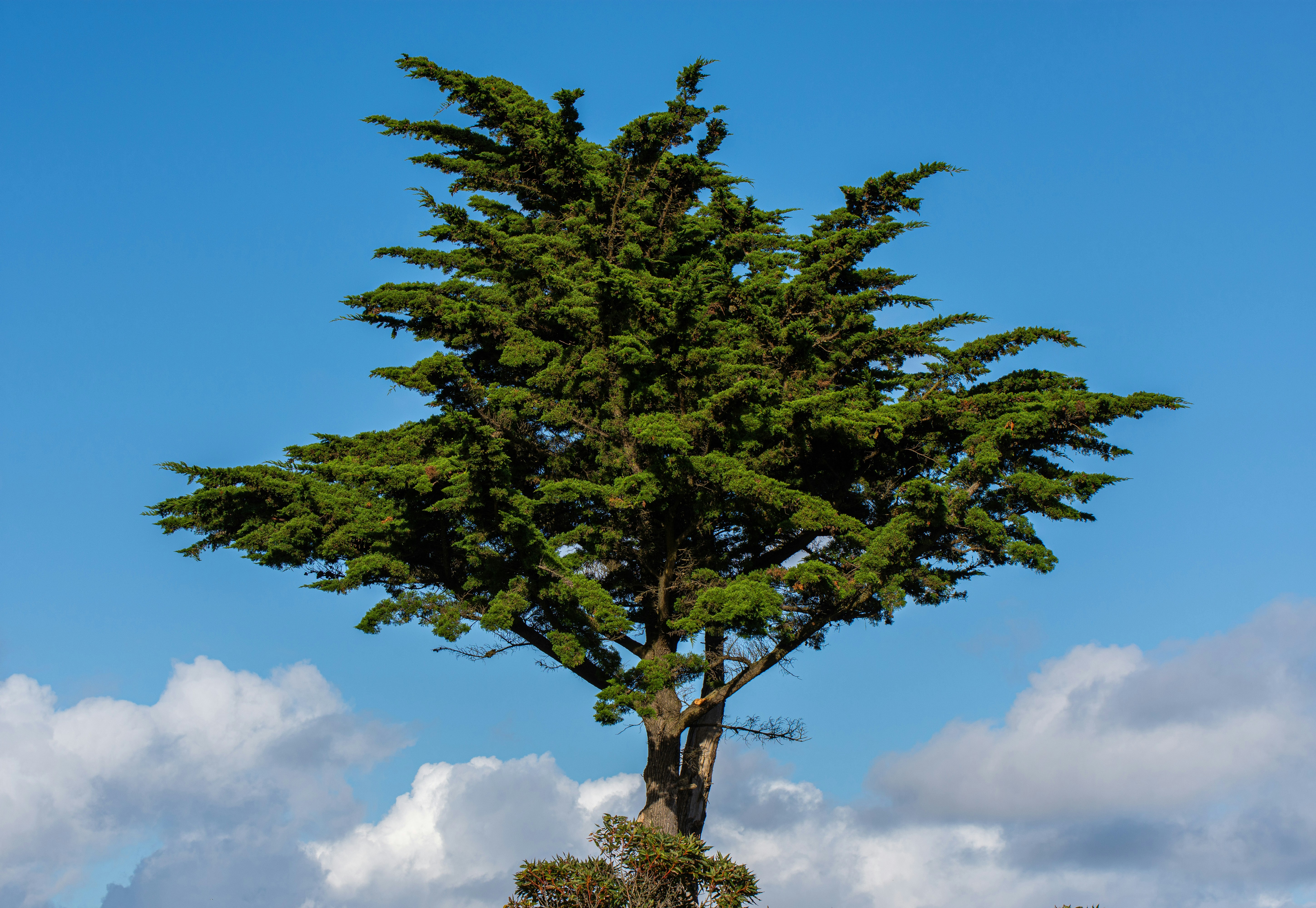 Skyward Sentinel: An evergreen crowns the horizon beneath a crisp blue sky
