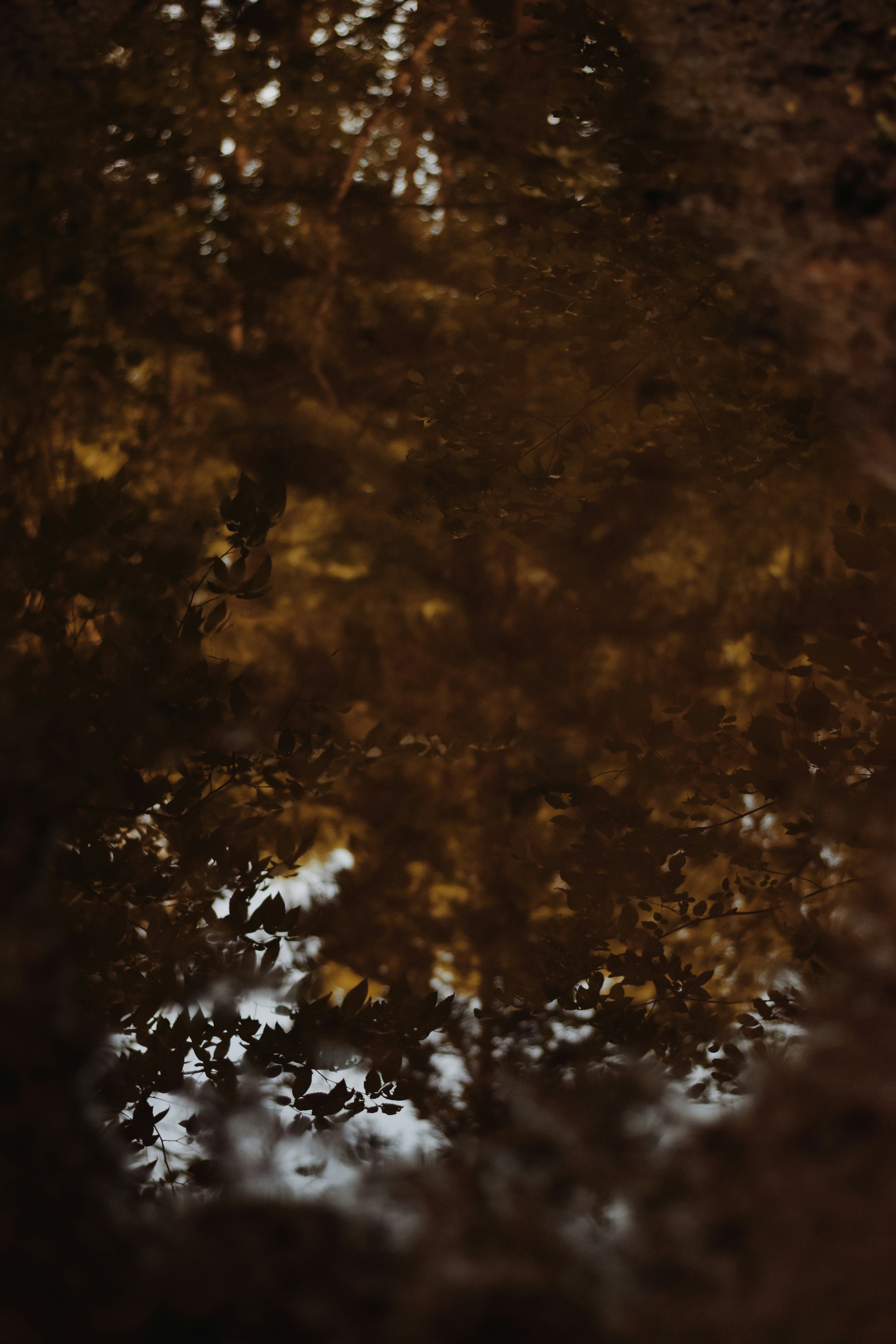 Still water reflecting autumn leaves and branches, creating a serene and contemplative scene.