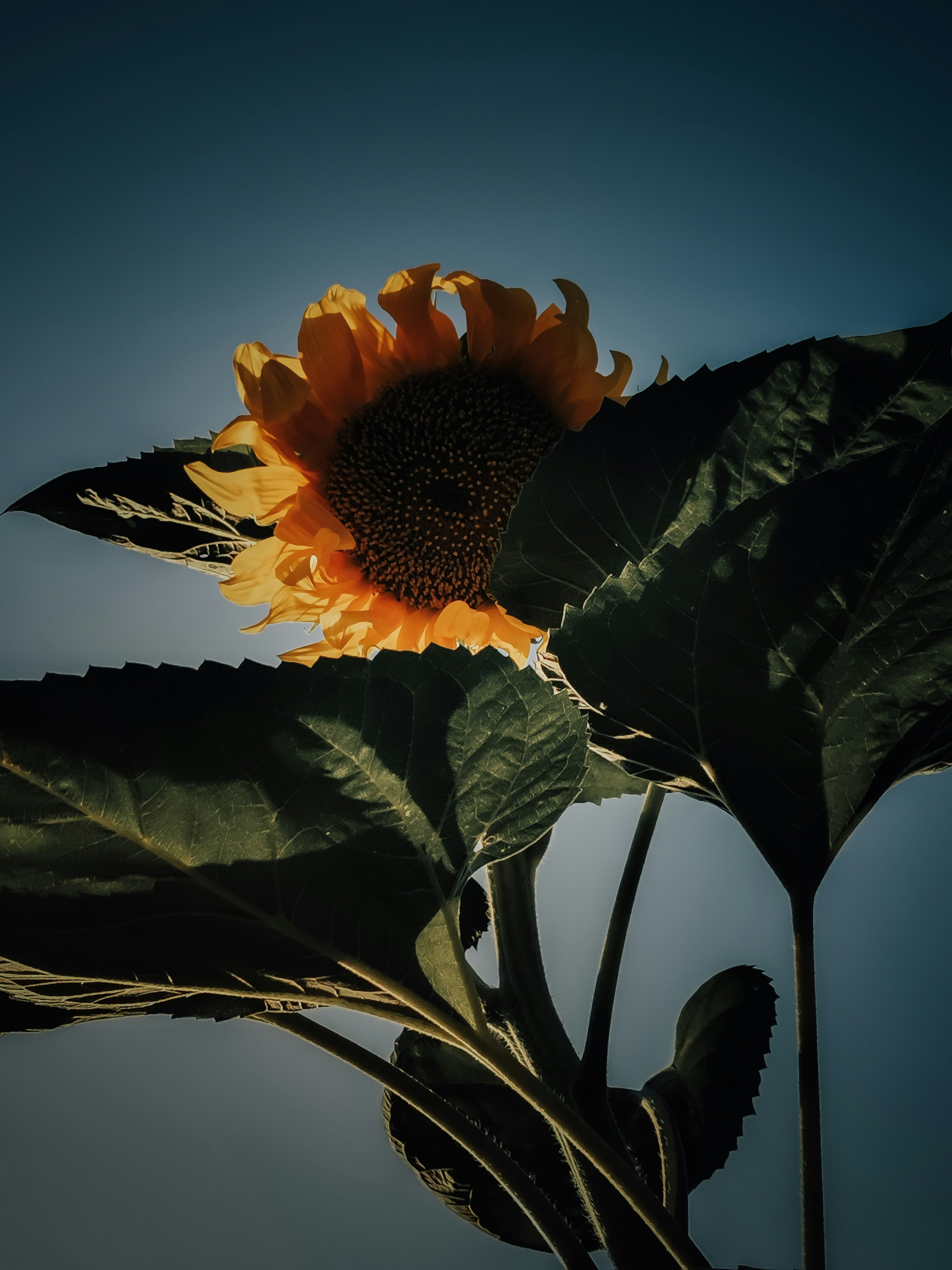 Sunflower partially obscured by leaves set against a deep blue sky.