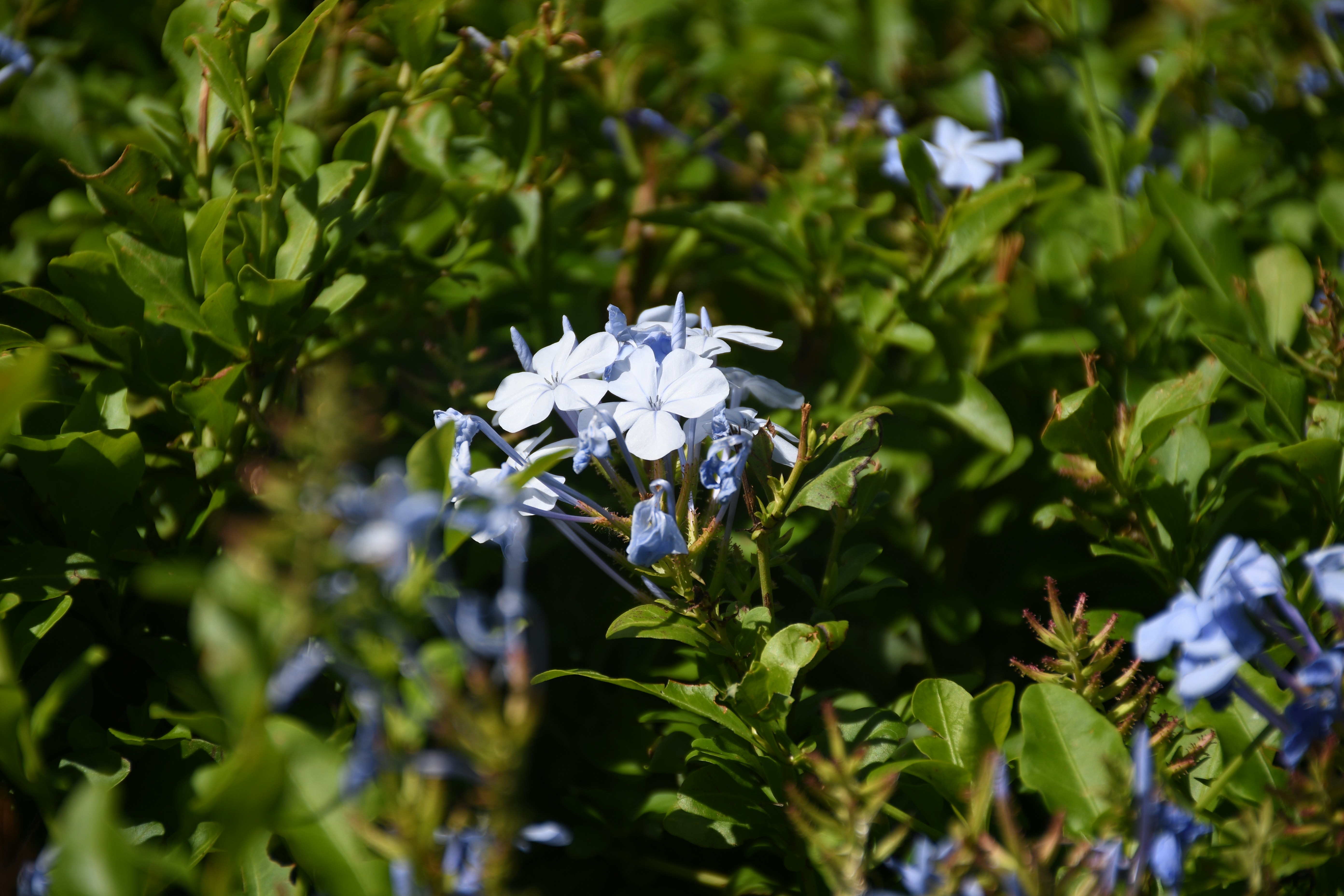 Periwinkle Crescents: Delicate Blue Blooms Weaving Through Green
