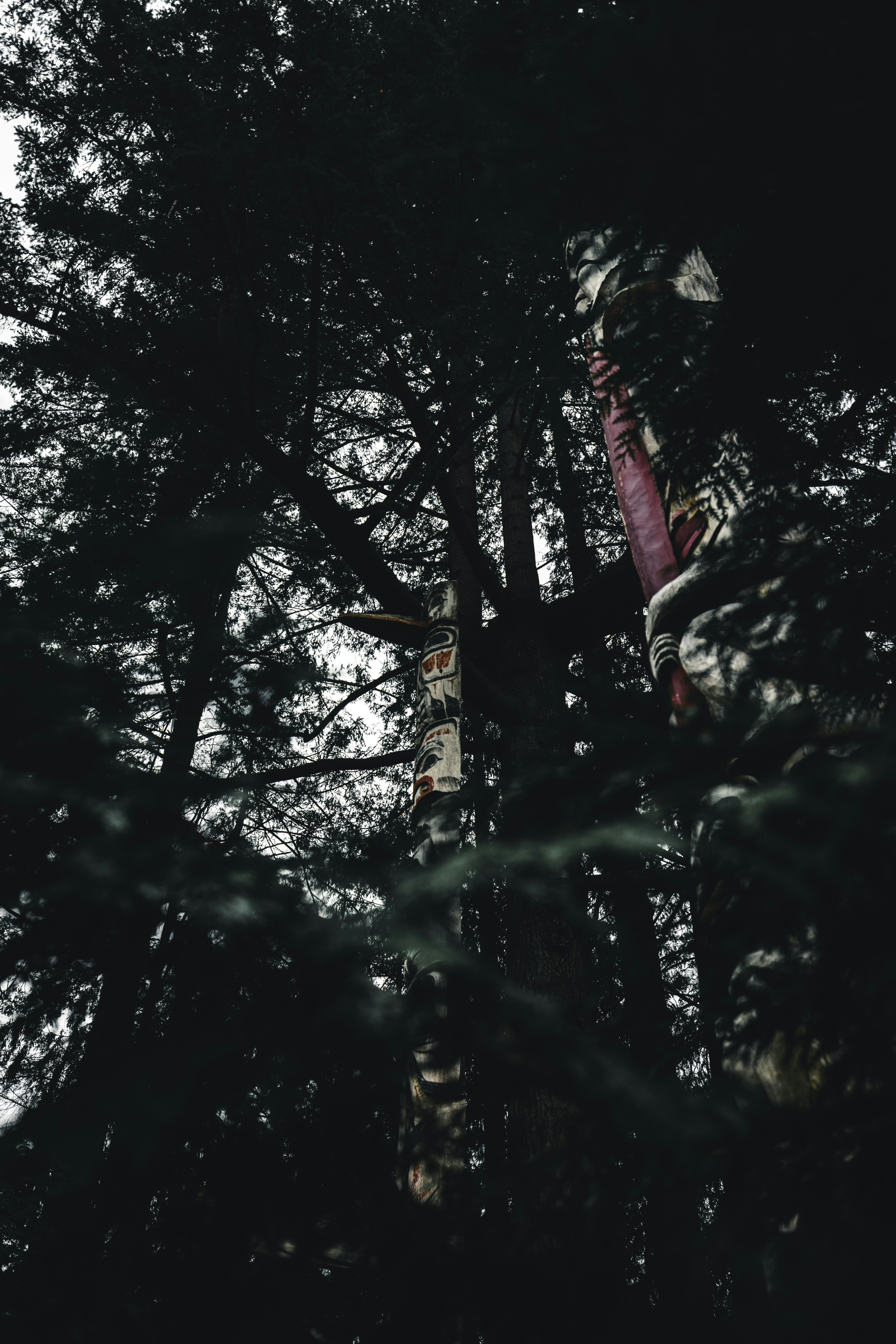 A group of people hanging upside down in a forest photo – Free Mountain ...