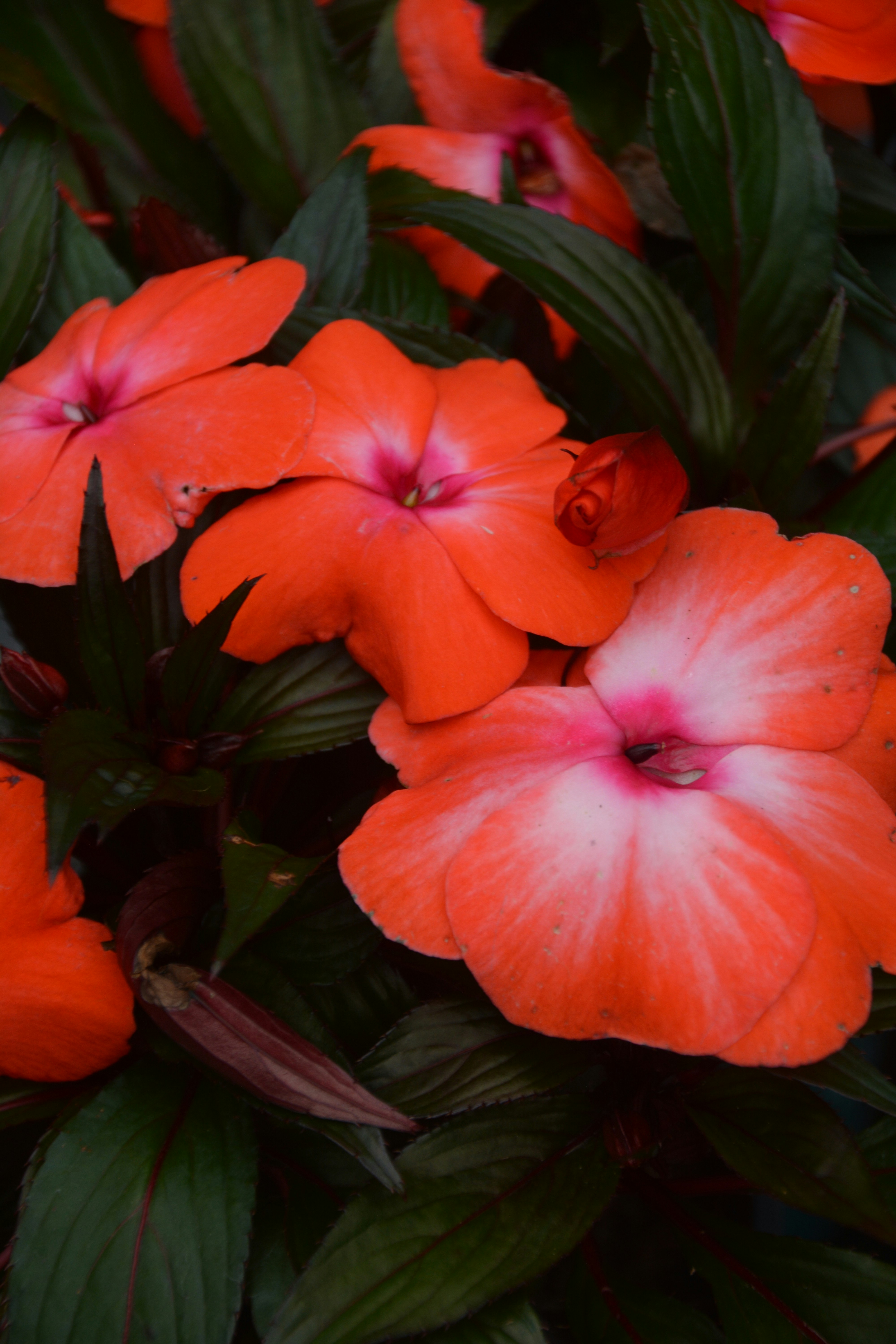 A cluster of bright orange flowers with delicate pink accents nestled among lush green leaves.