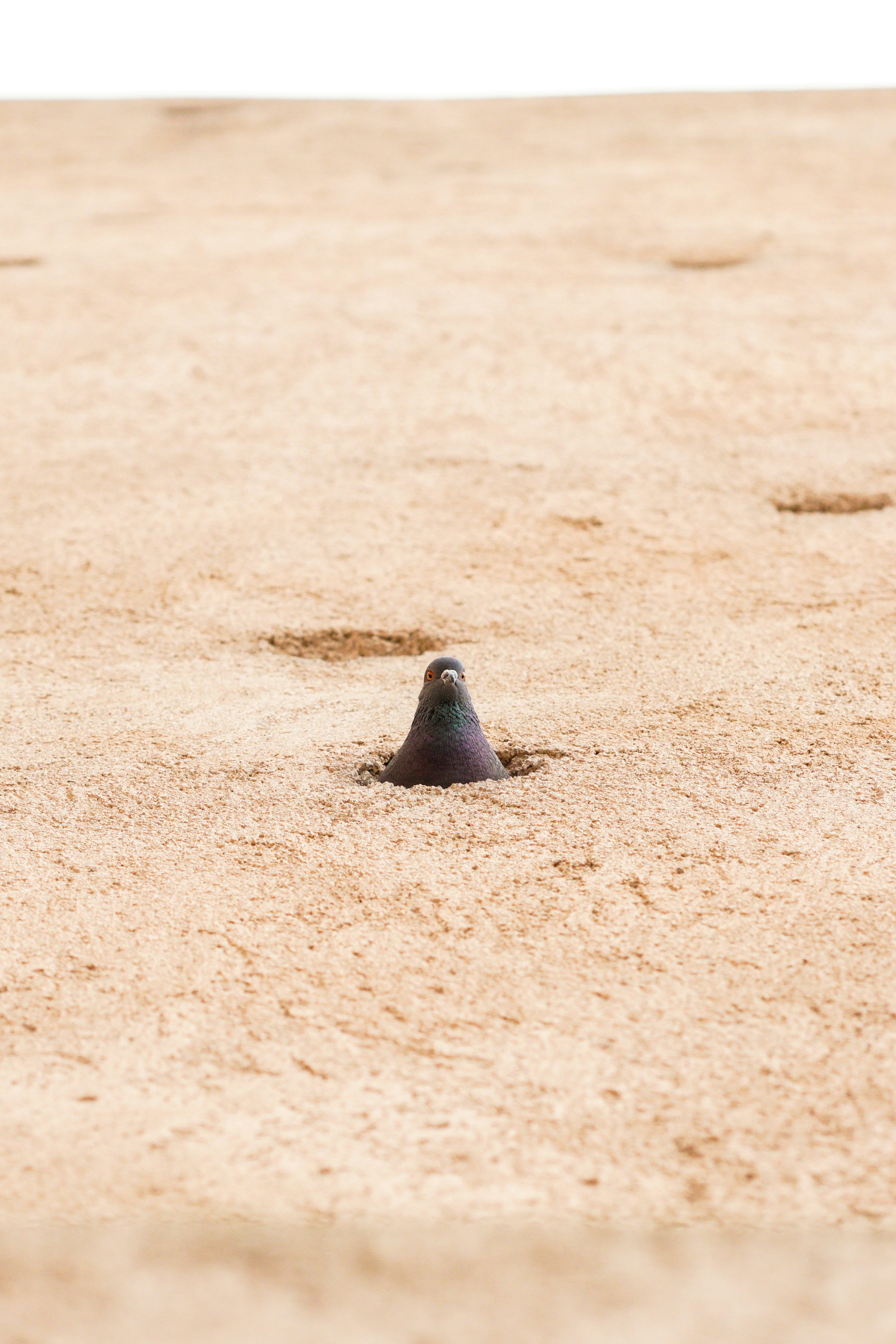 Dune Watcher: a Pigeon Peeks from the Sand