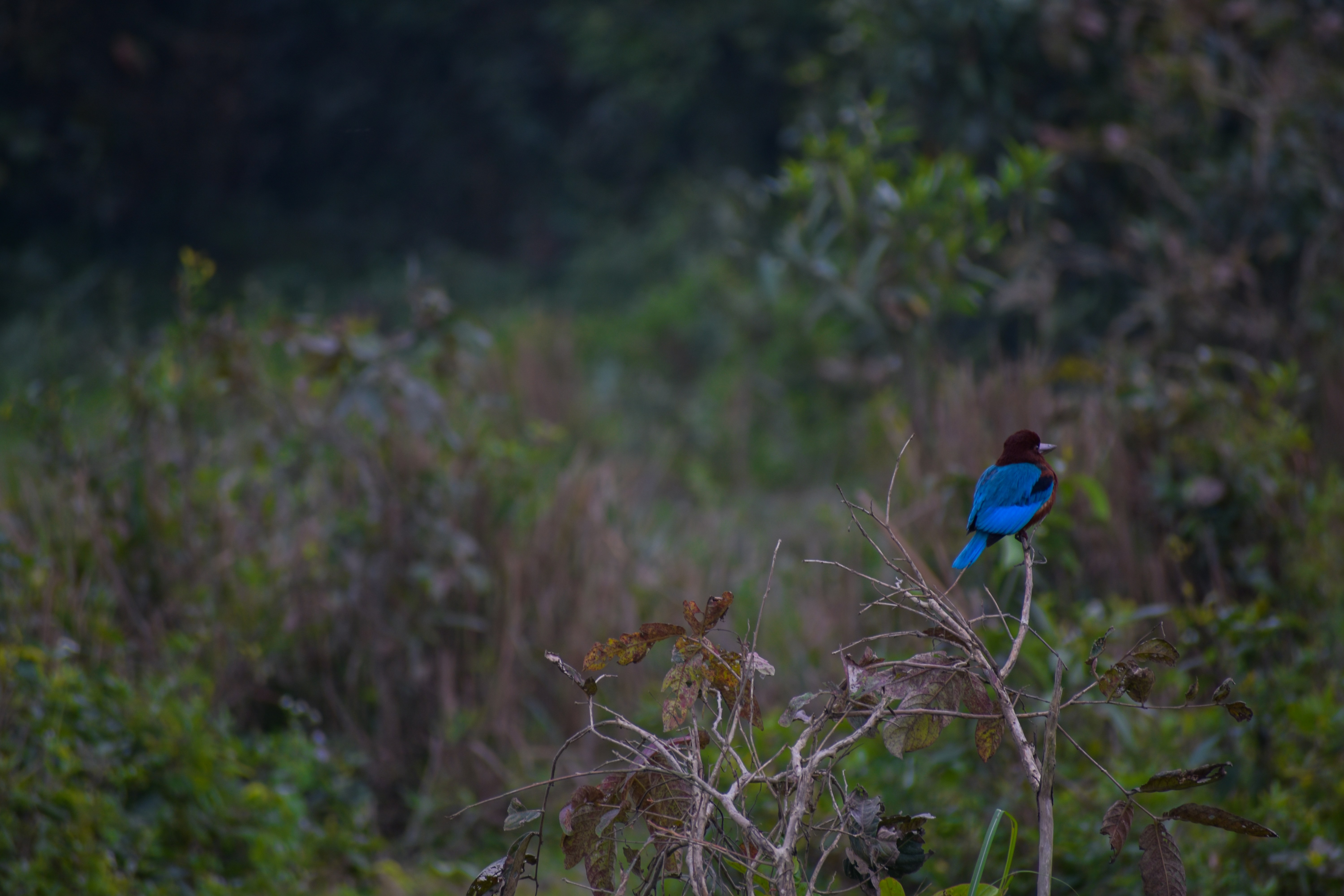 Photo by Neelakshi Singh with Nikon D3400