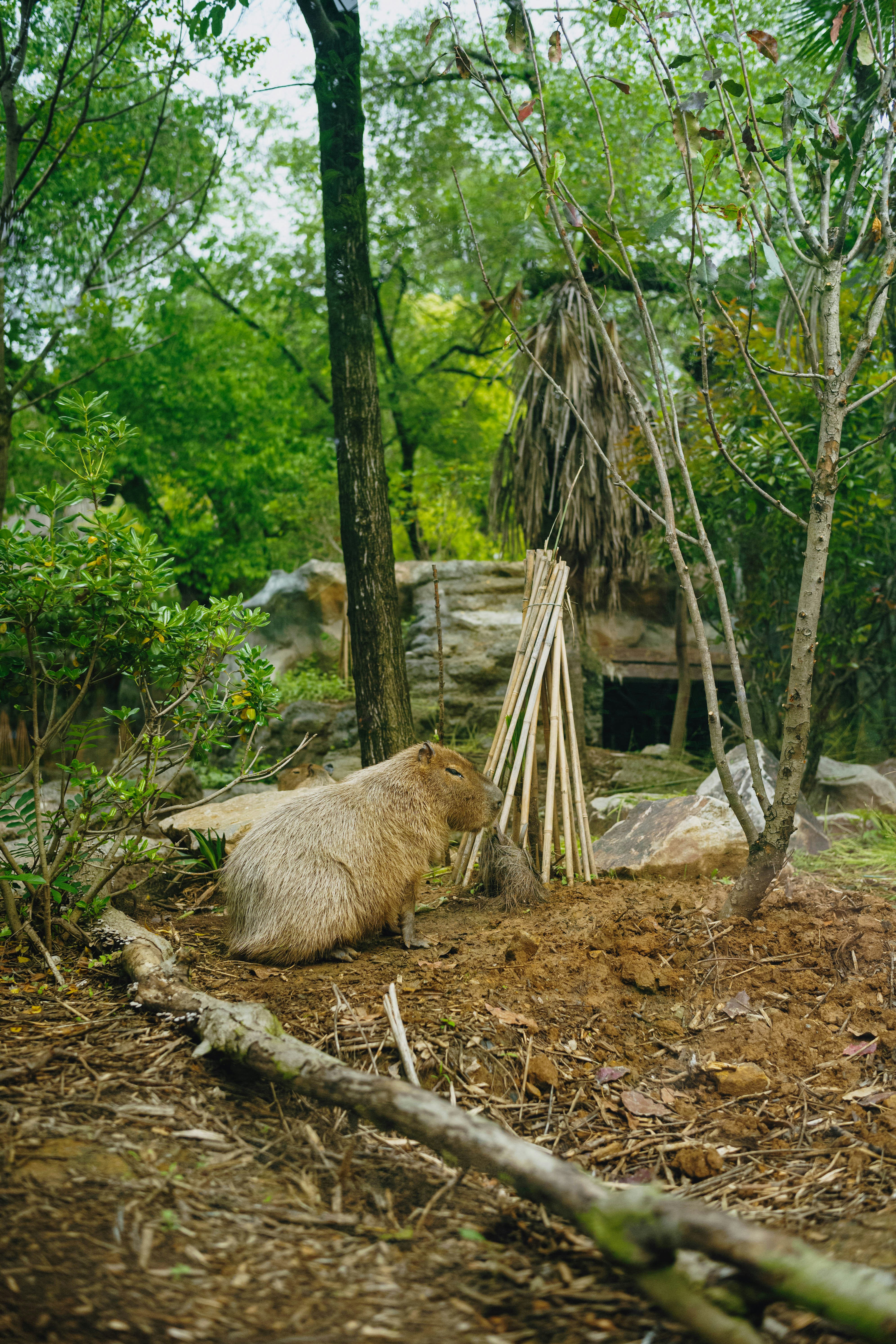 Ground-Level Moment: Marmot Resting by a Stick Shelter in Dappled Light