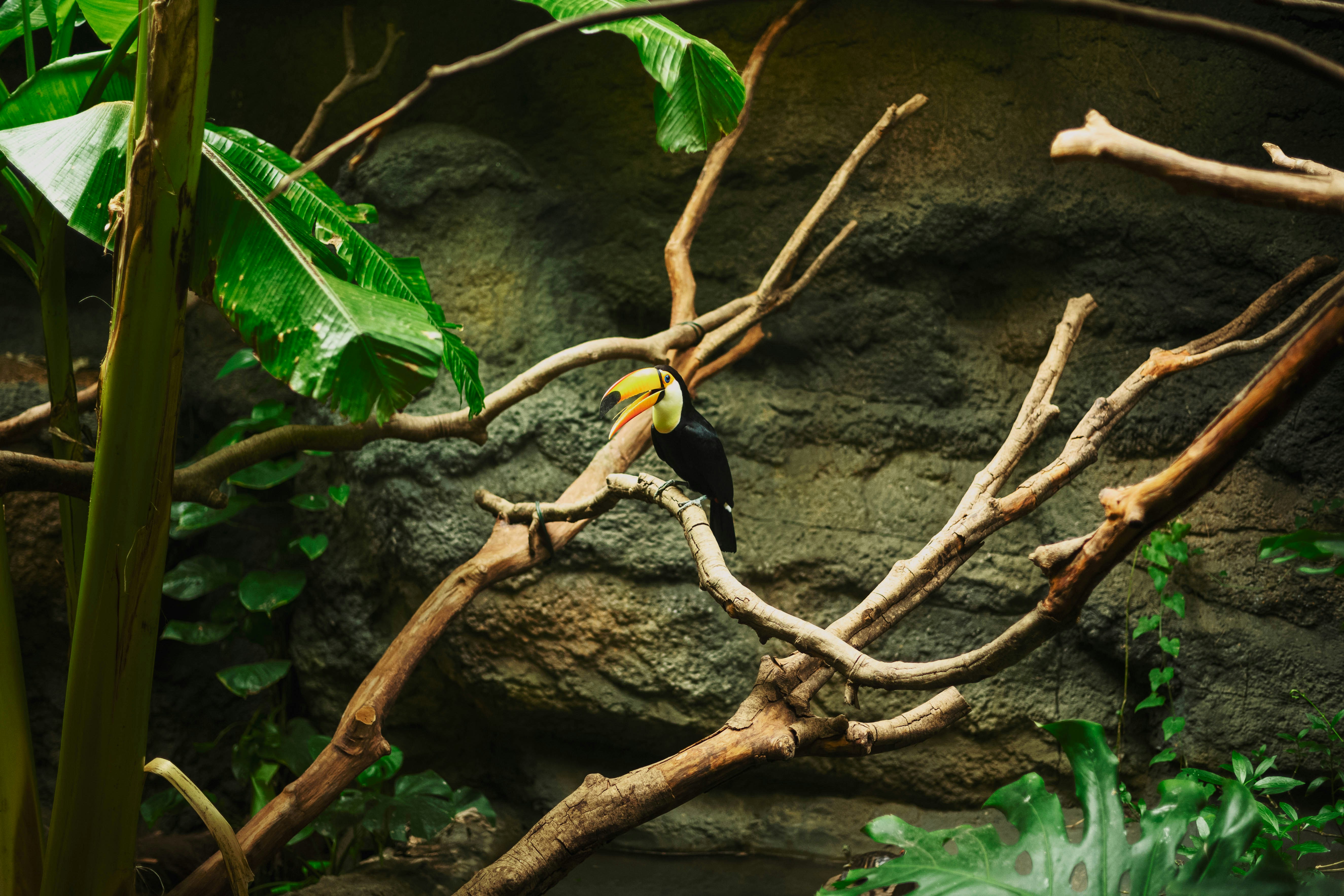 Yellow-Beaked Toucan Perched on Weathered Branches in a Lush Tropical Alcove