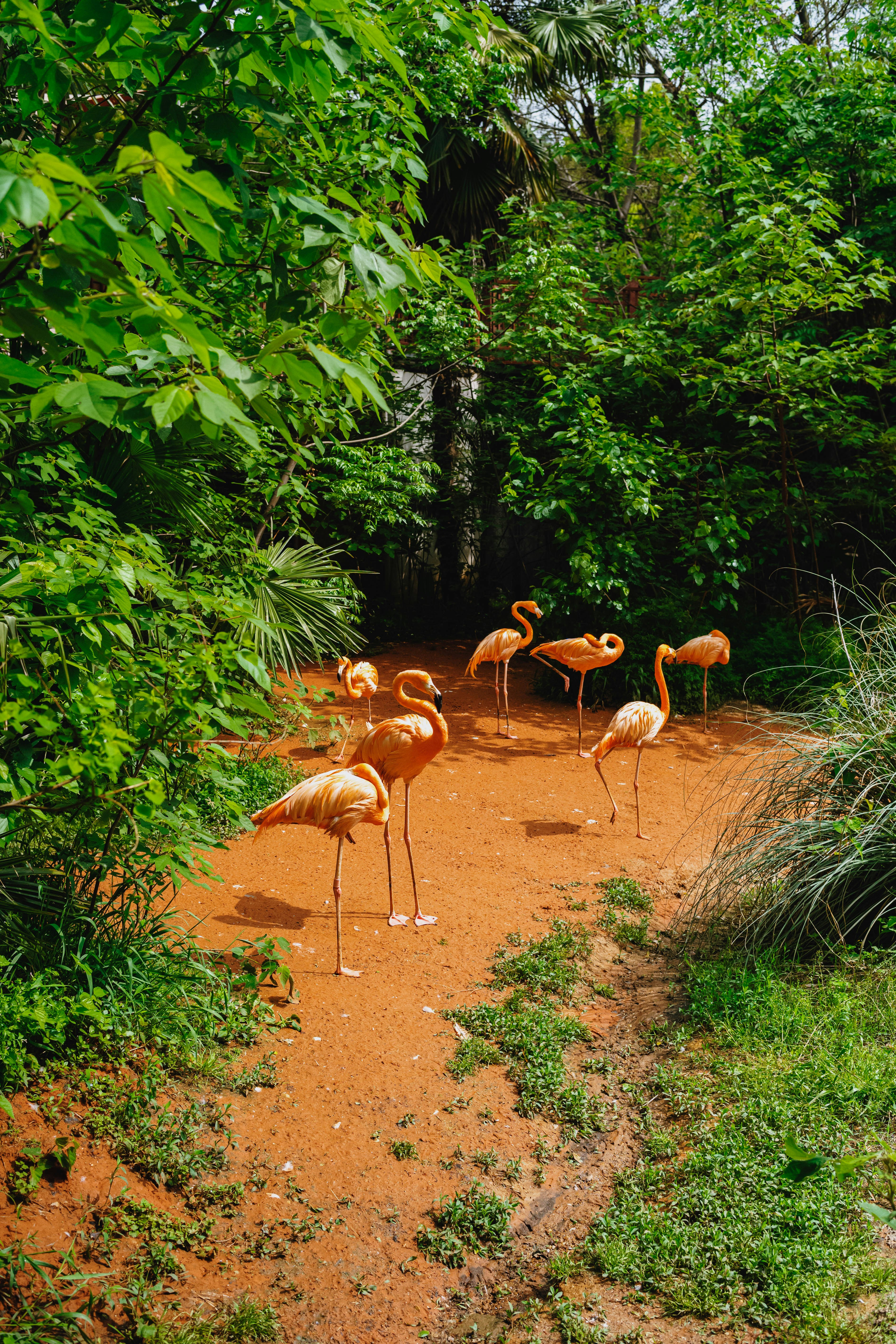 Terracotta Trail: Flamingos Pause Amid a Tropical Green Corridor