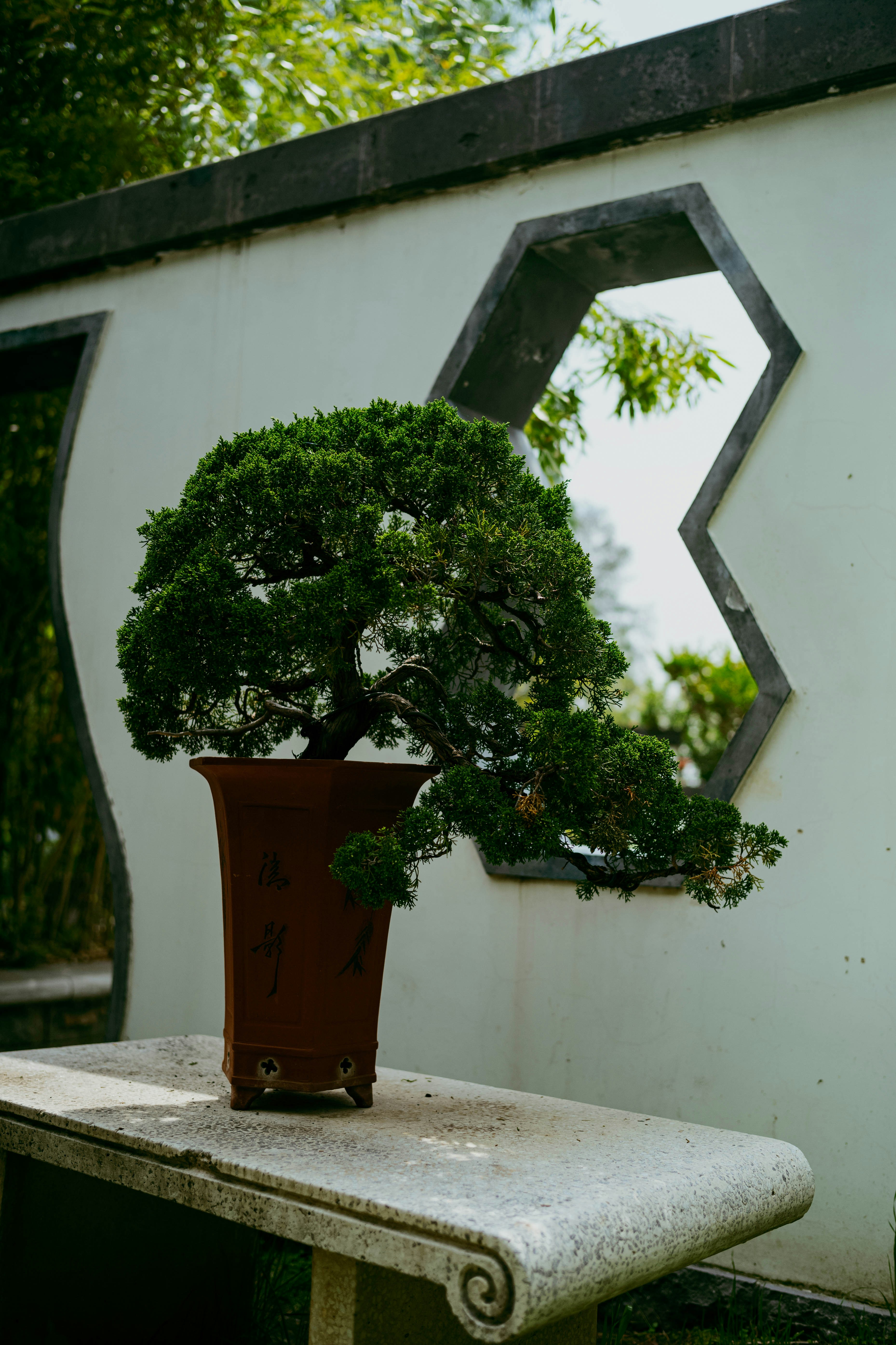 Bonsai in a Hexagonal Frame: Quiet Garden Sculpture on Stone