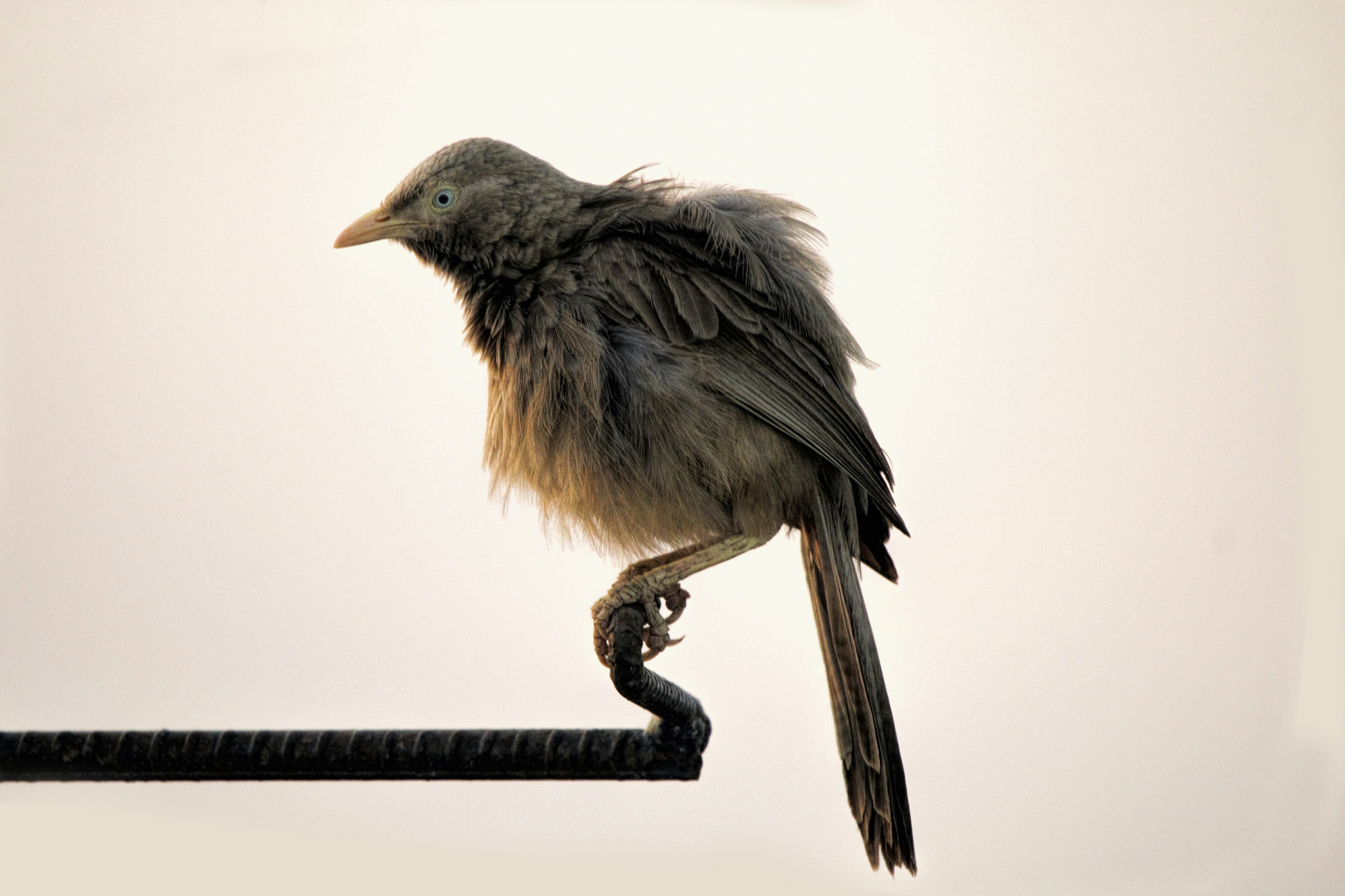 On the Edge of Silence: A Crow Perched on a Rusted Rail