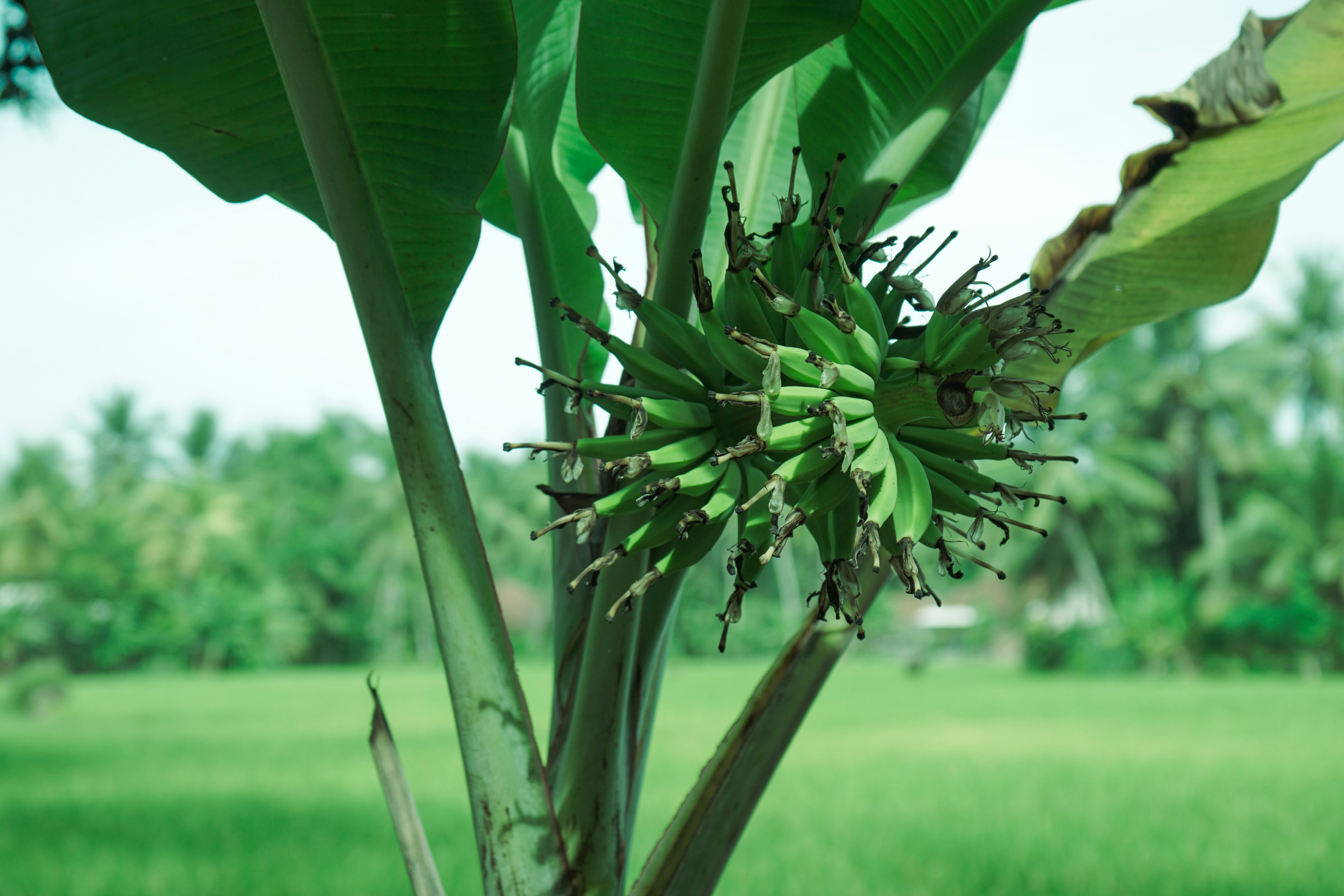 Banana Inflorescence in a Quiet Green Field
