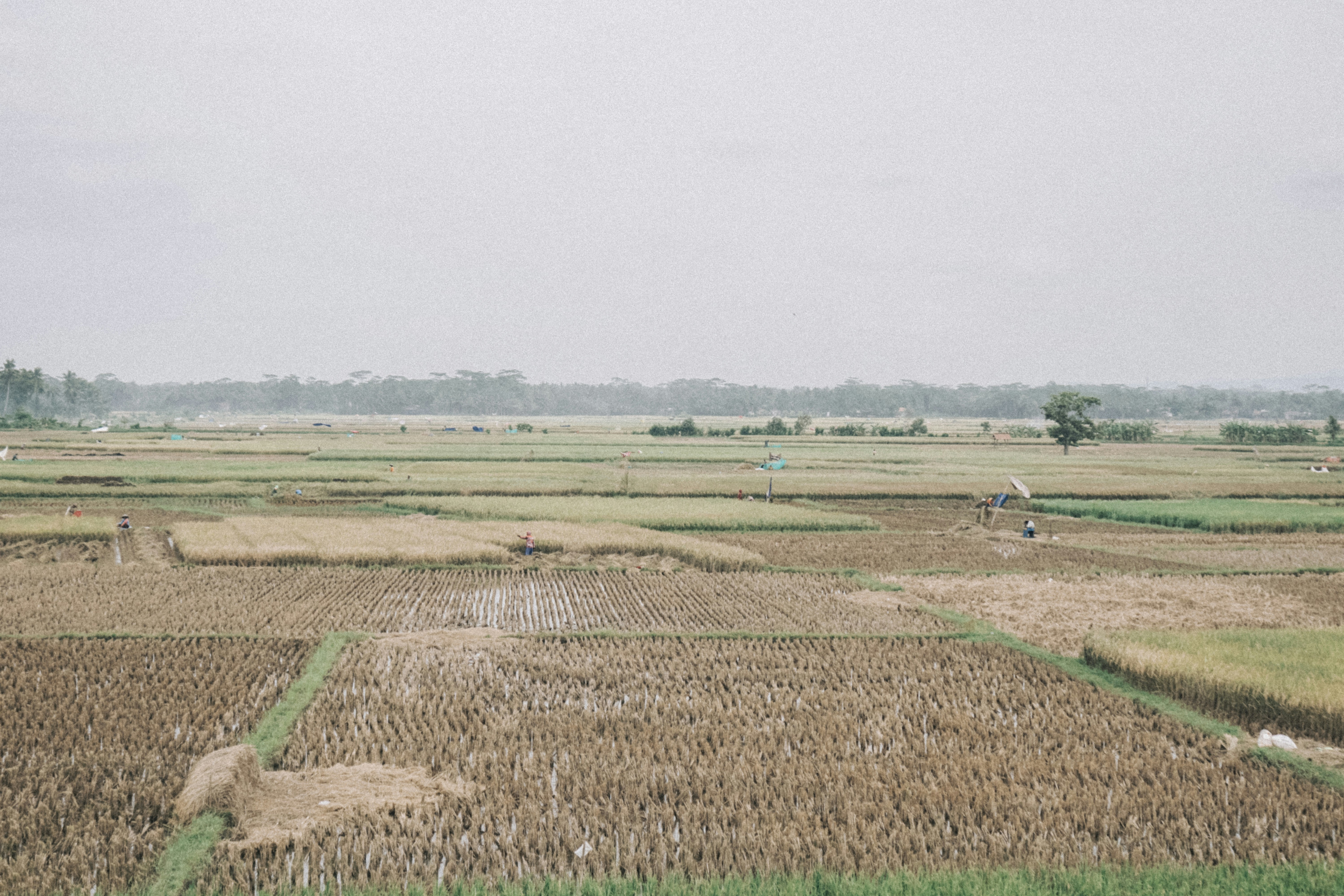 A large field with a lot of crops in it photo – Free Wallpaper Image on ...