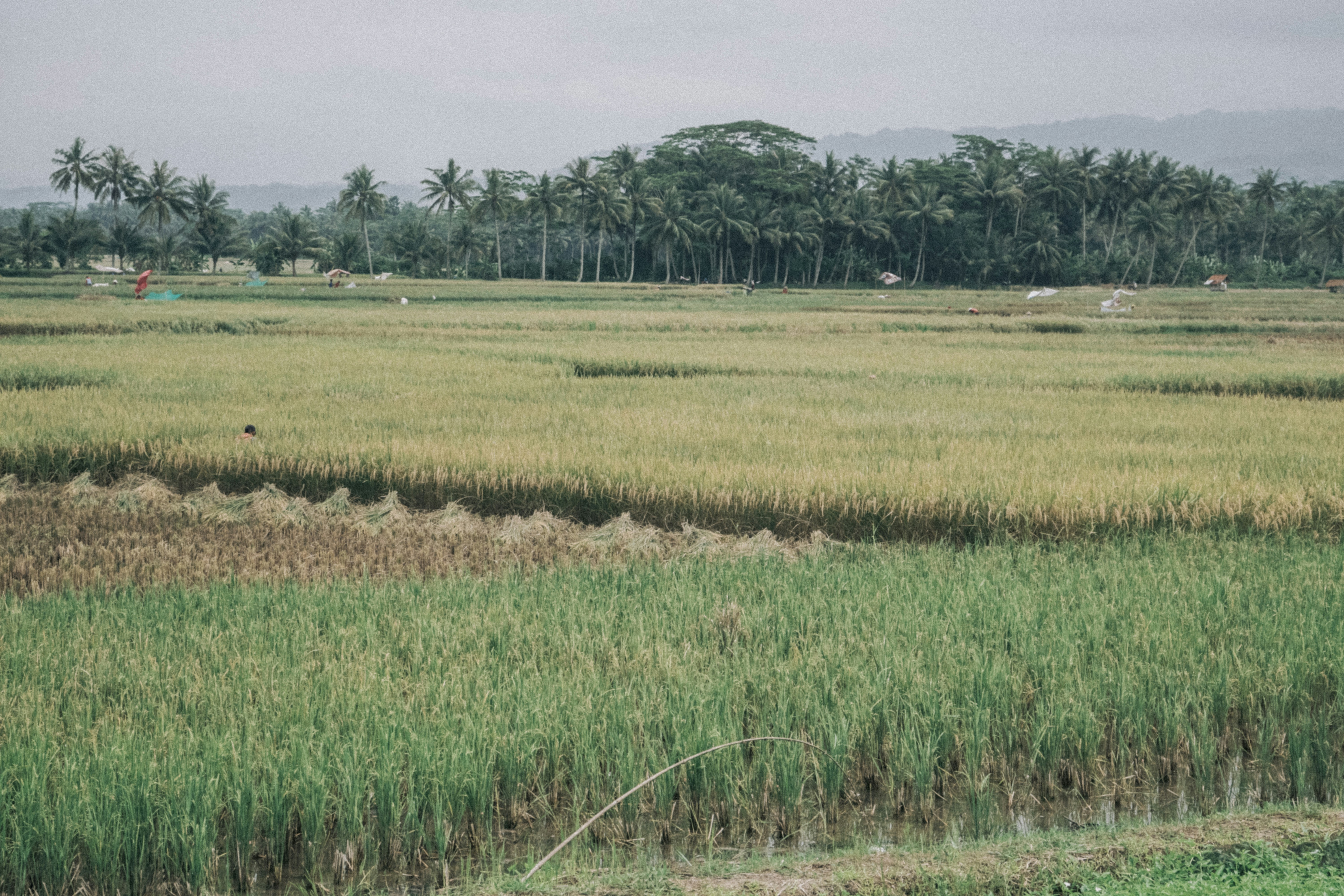 Photo by Asep Rendi with Sony Alpha 6000