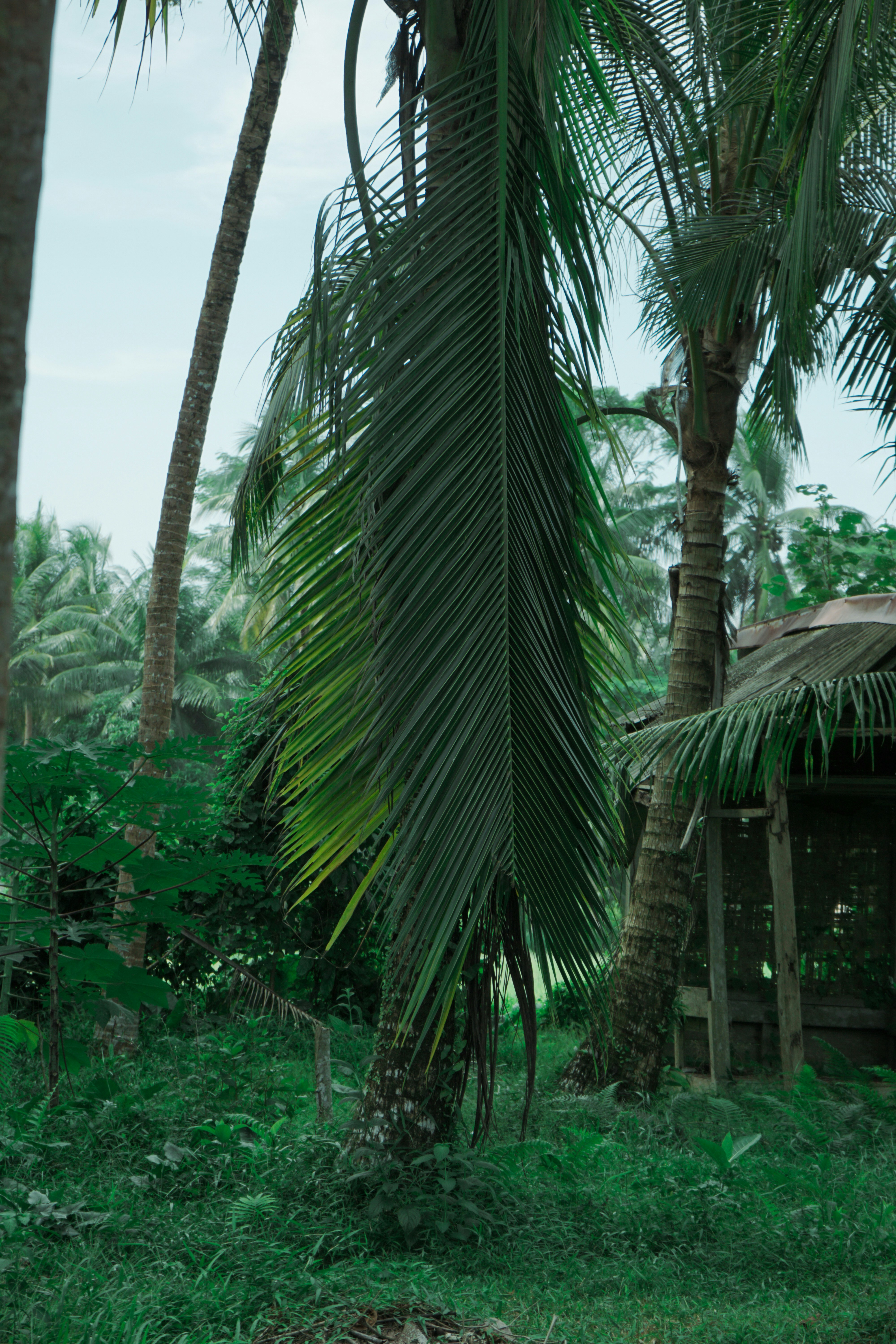 Palm Fronds and Dusk in a Quiet Tropical Yard