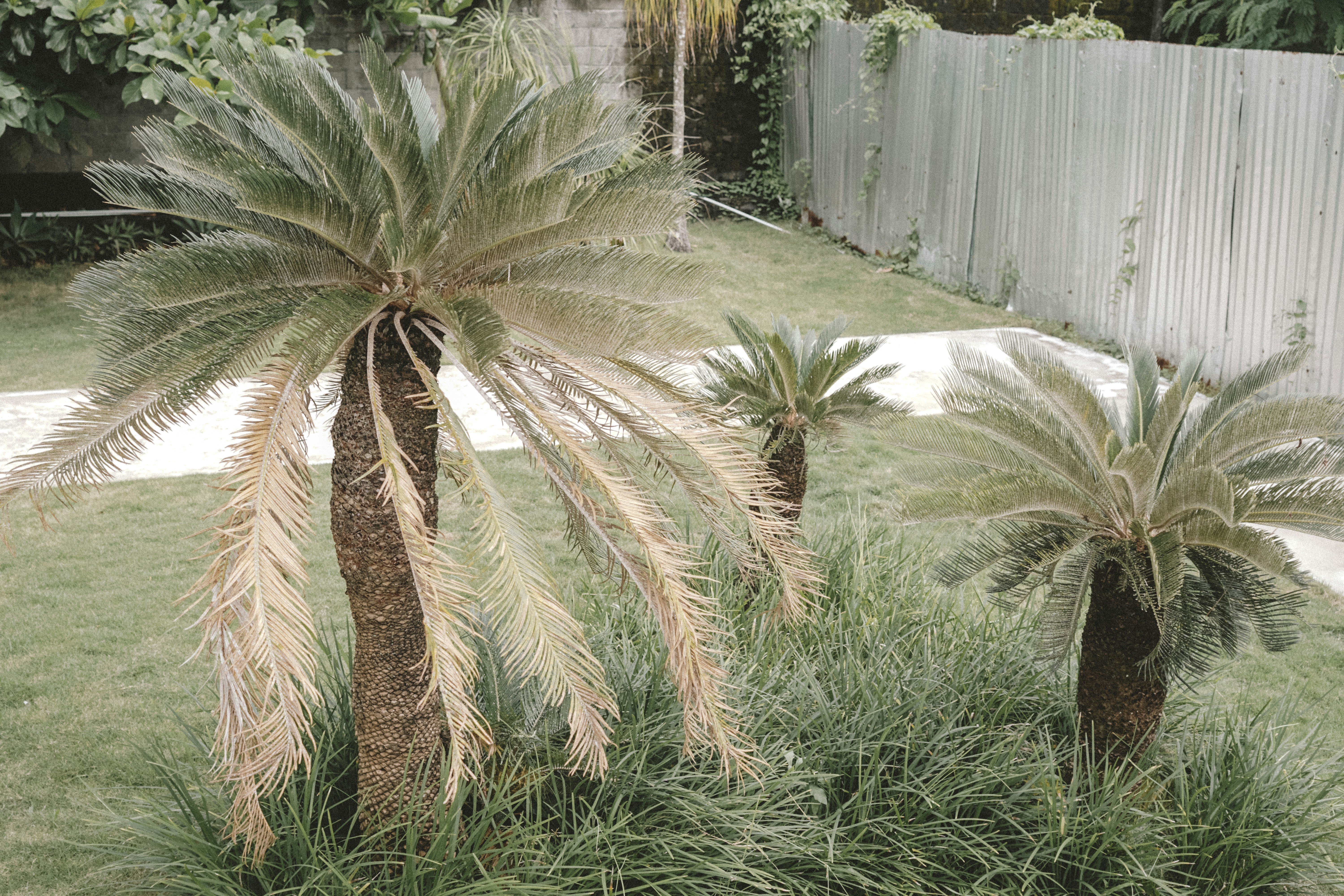 Backyard Palms: Frond Arch Over a Quiet Green Border