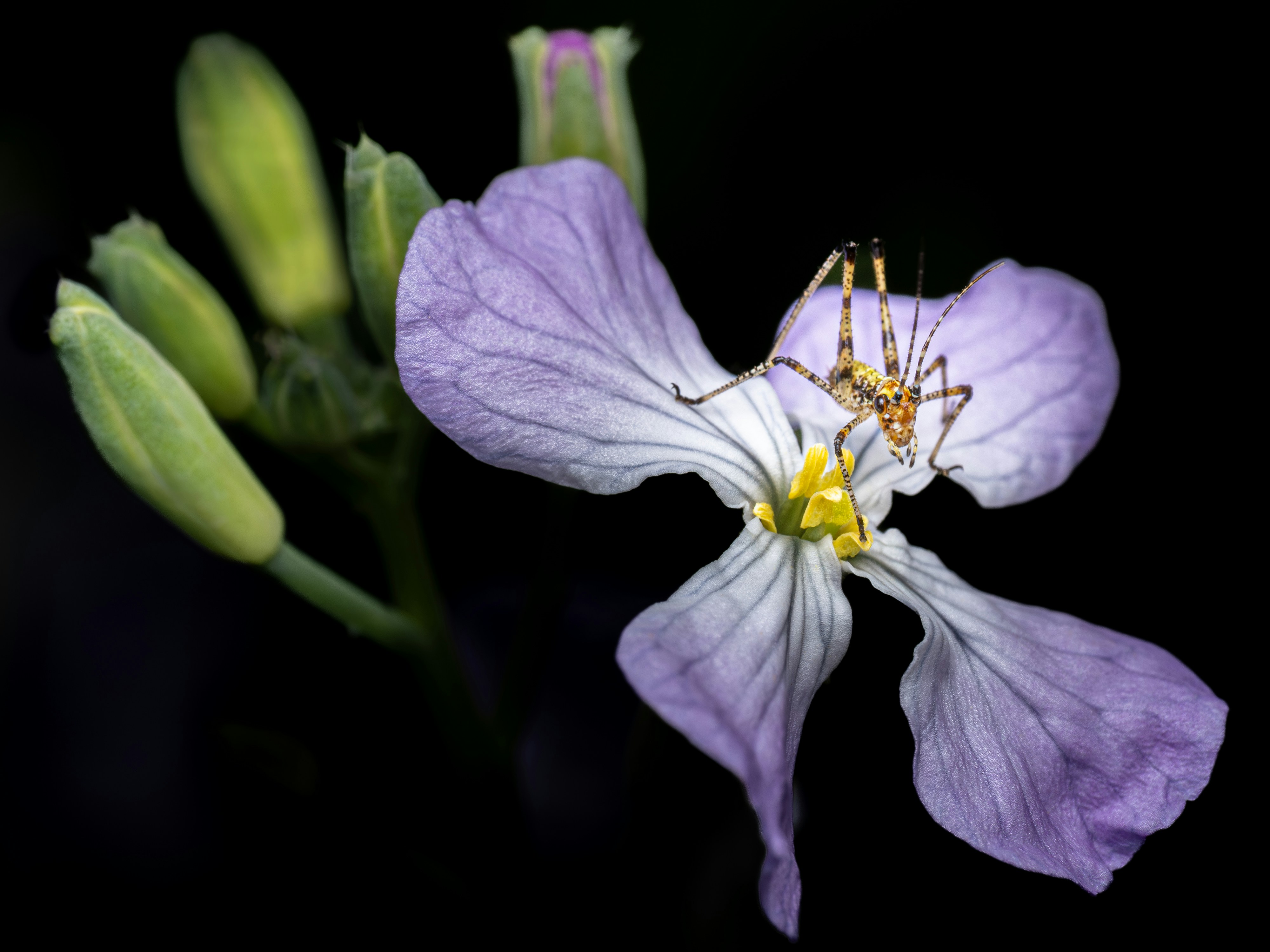 Katydid's Floral Stage
