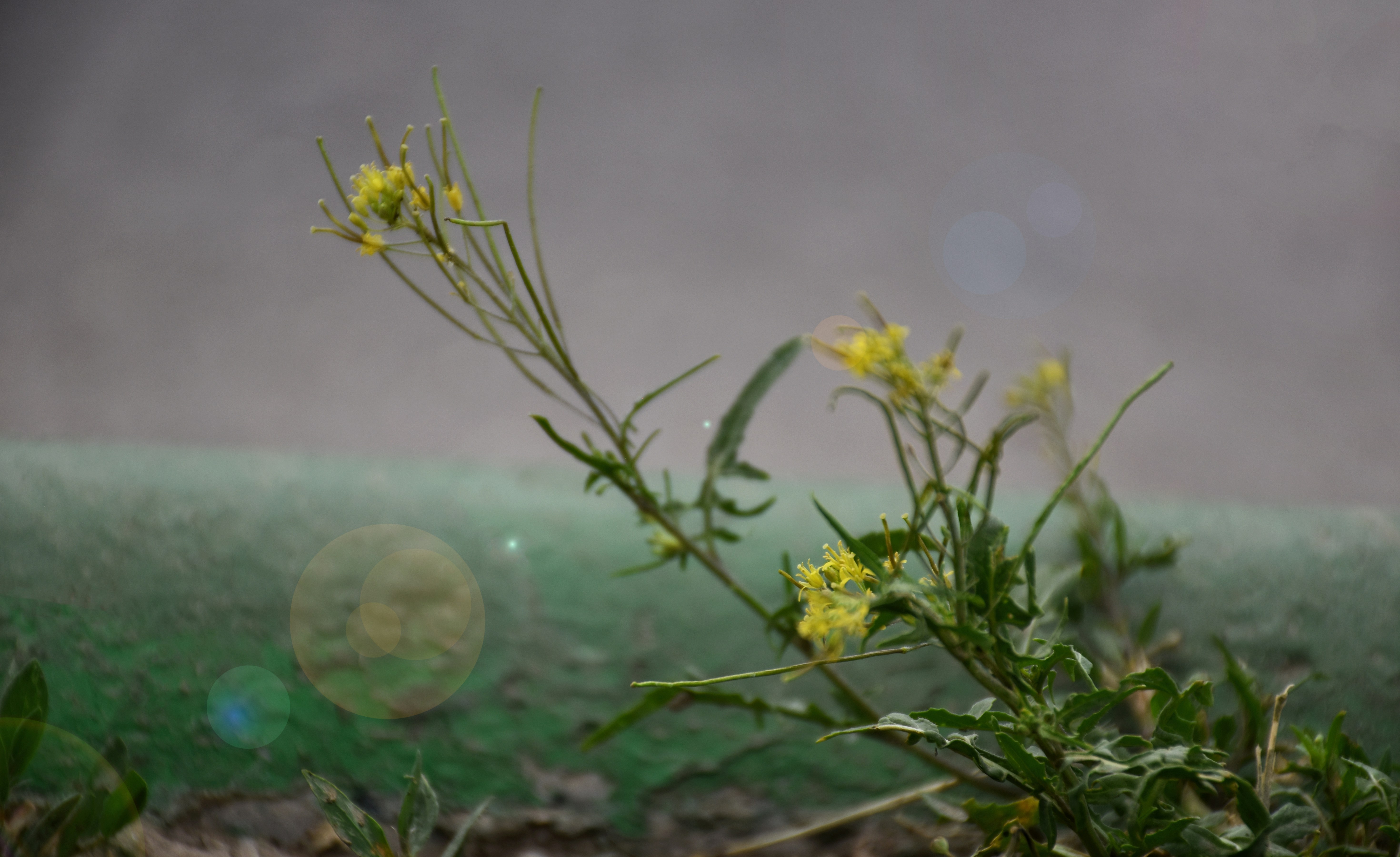 A close up of a plant with yellow flowers photo – Free Iran Image on ...