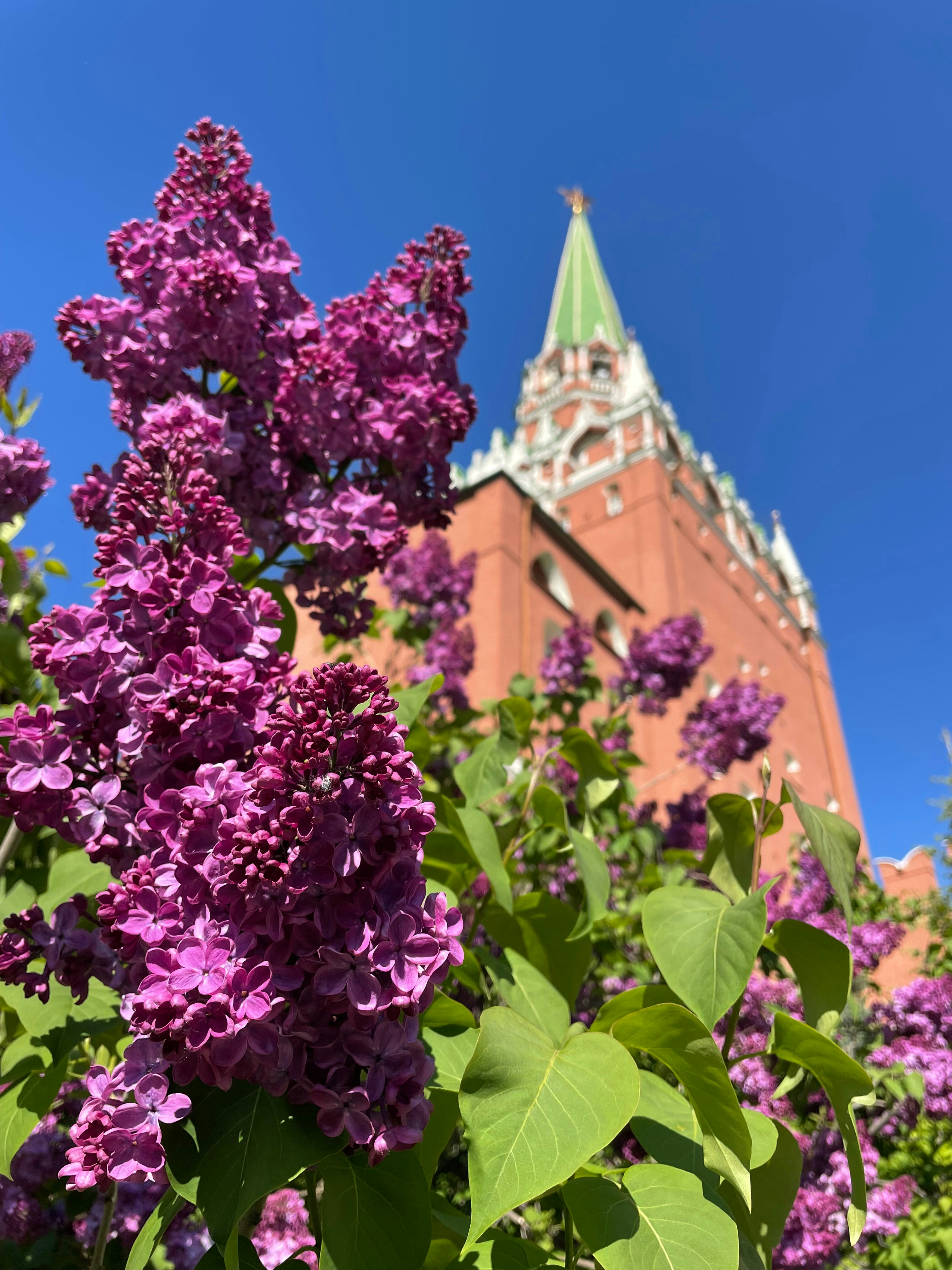 Lilac Burst Framing the Kremlin Spire Under a Clear Blue Sky