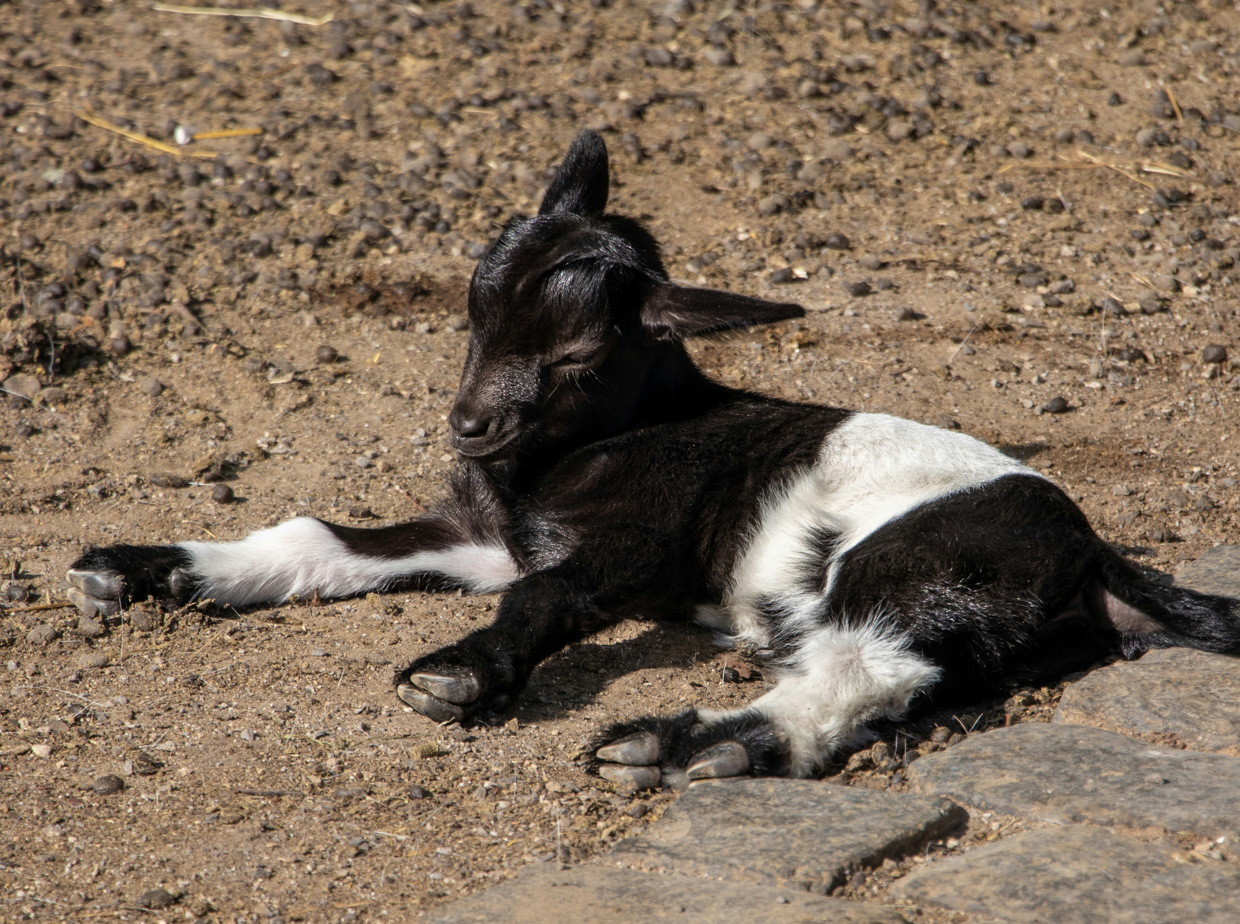 Cozy Dozing Border Collie on Sunlit Dirt
