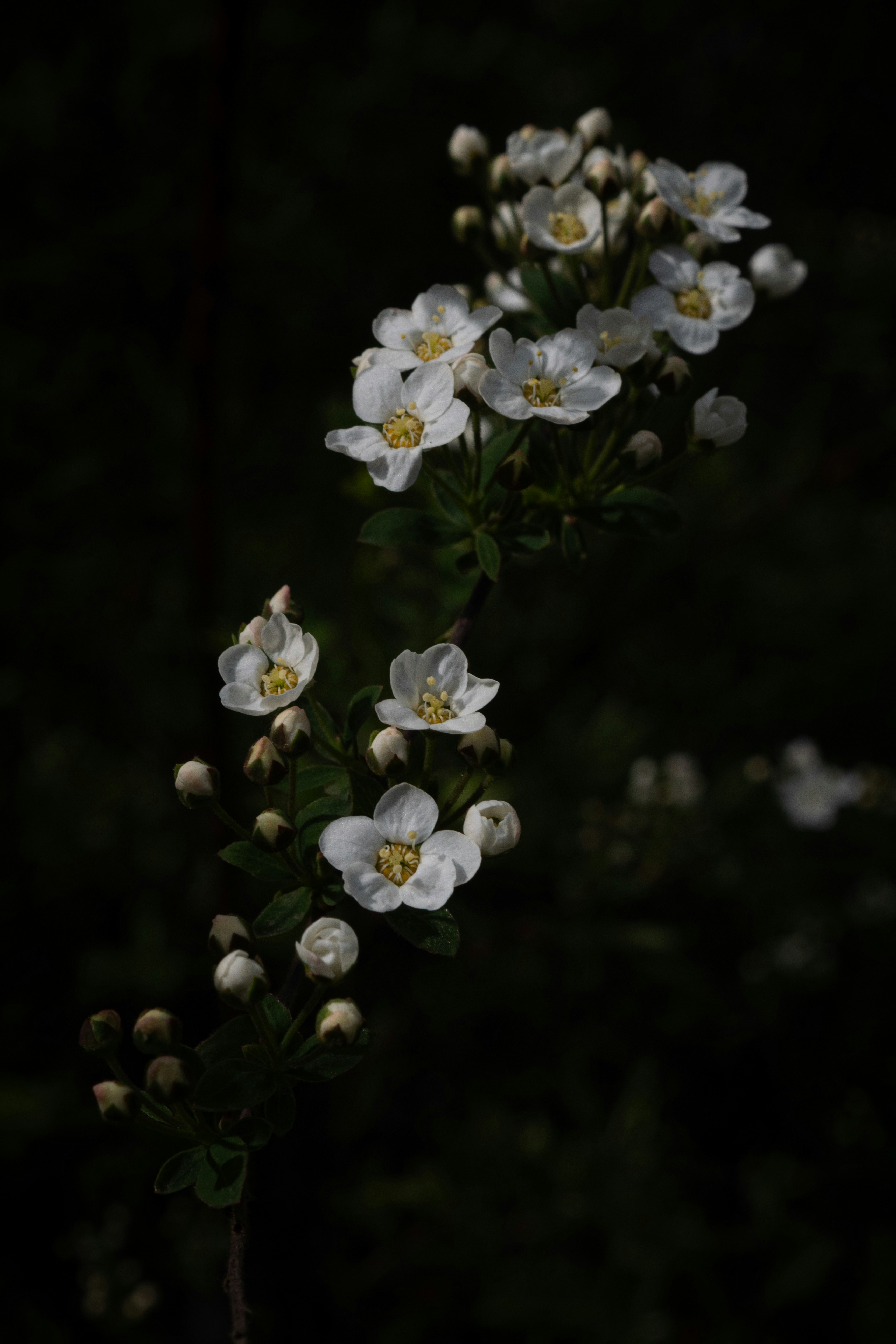 Spotlit White: A Diagonal Spray of Blossoms Against Velvet Darkness
