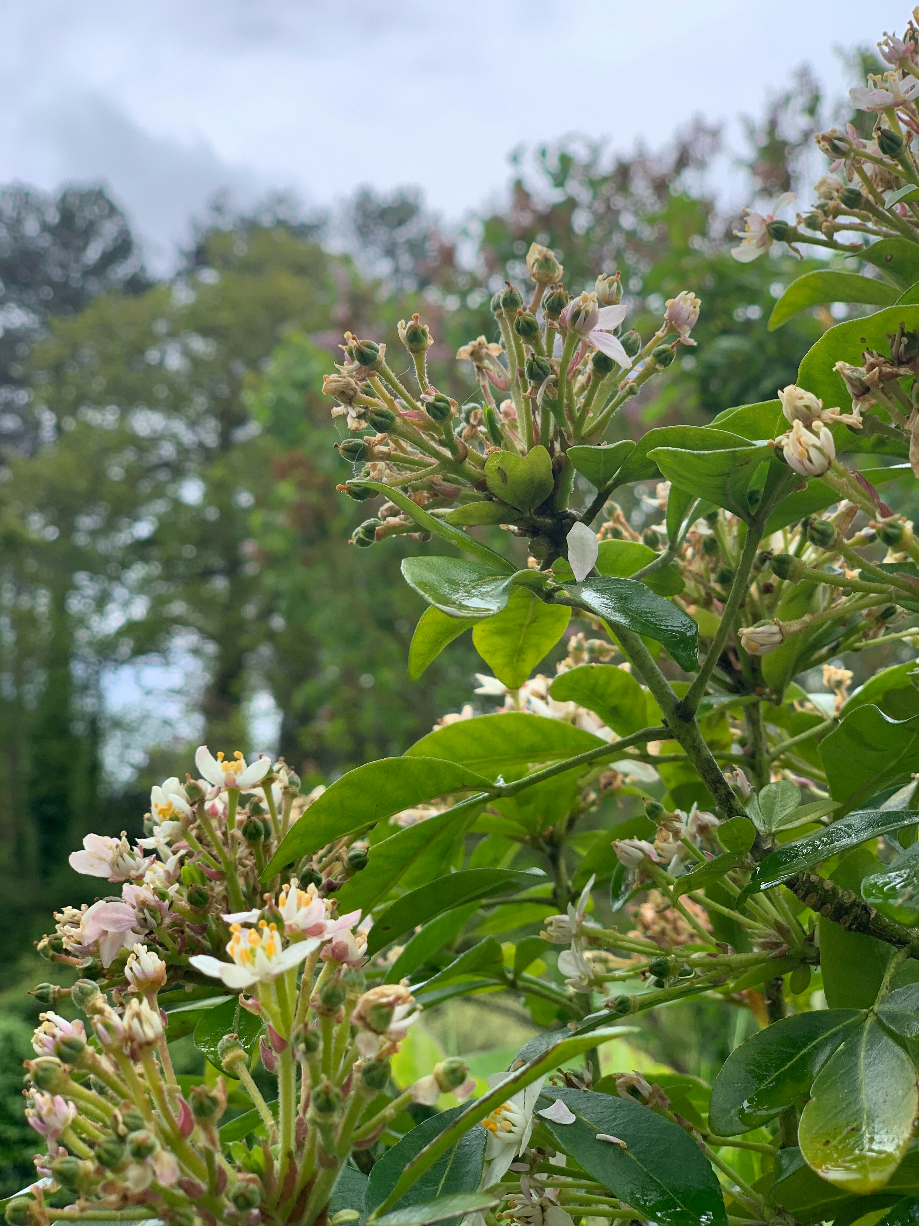 Blooming cluster of jasmine-like blossoms with dew-kissed leaves in a garden