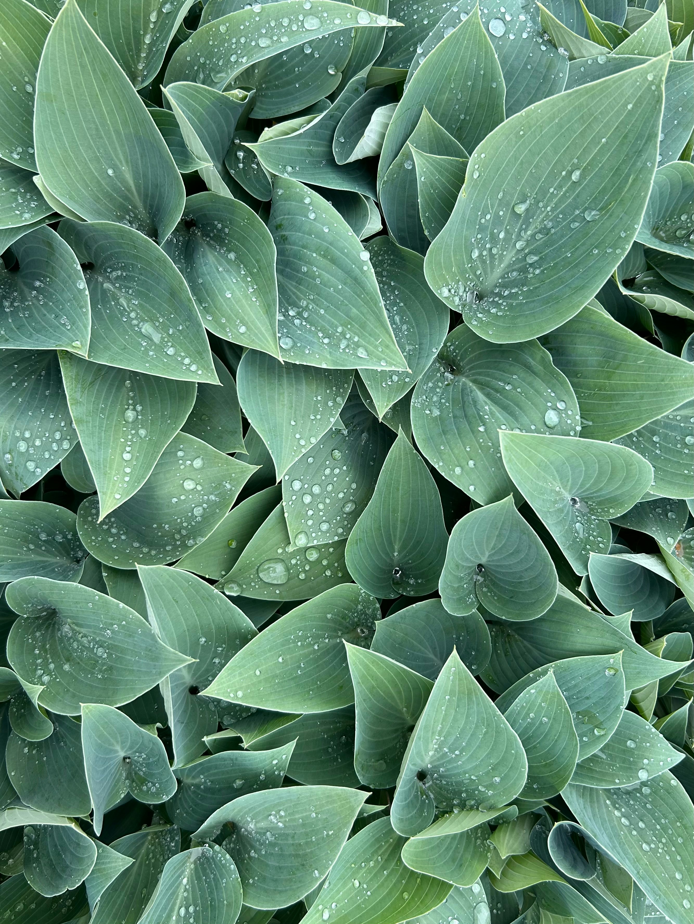 Dew-Kissed Hosta: A Quiet Portrait of Layered Green Leaves