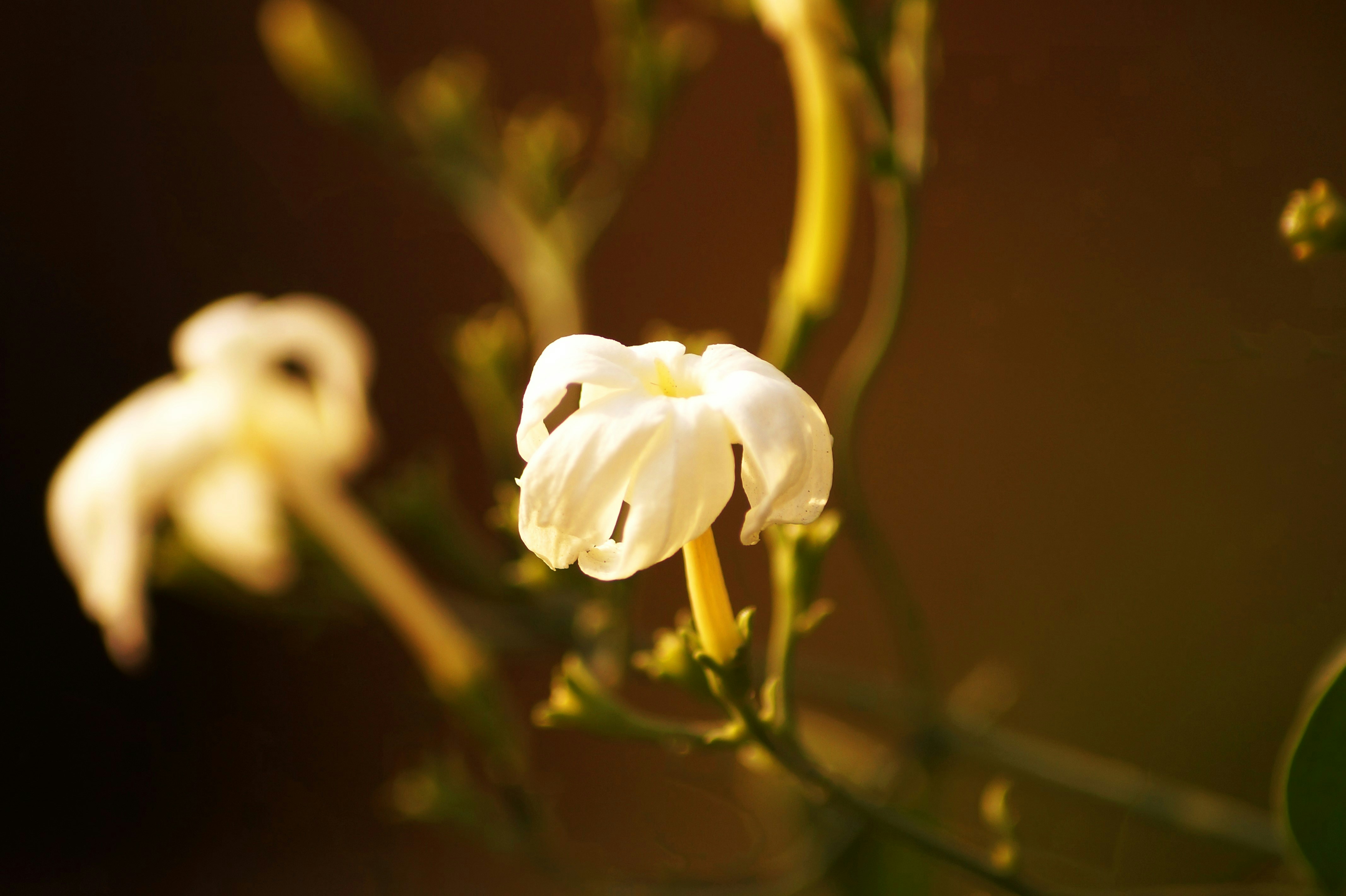 Delicate white jasmine flower illuminated by soft light, surrounded by green foliage. A symbol of purity and tranquility.
