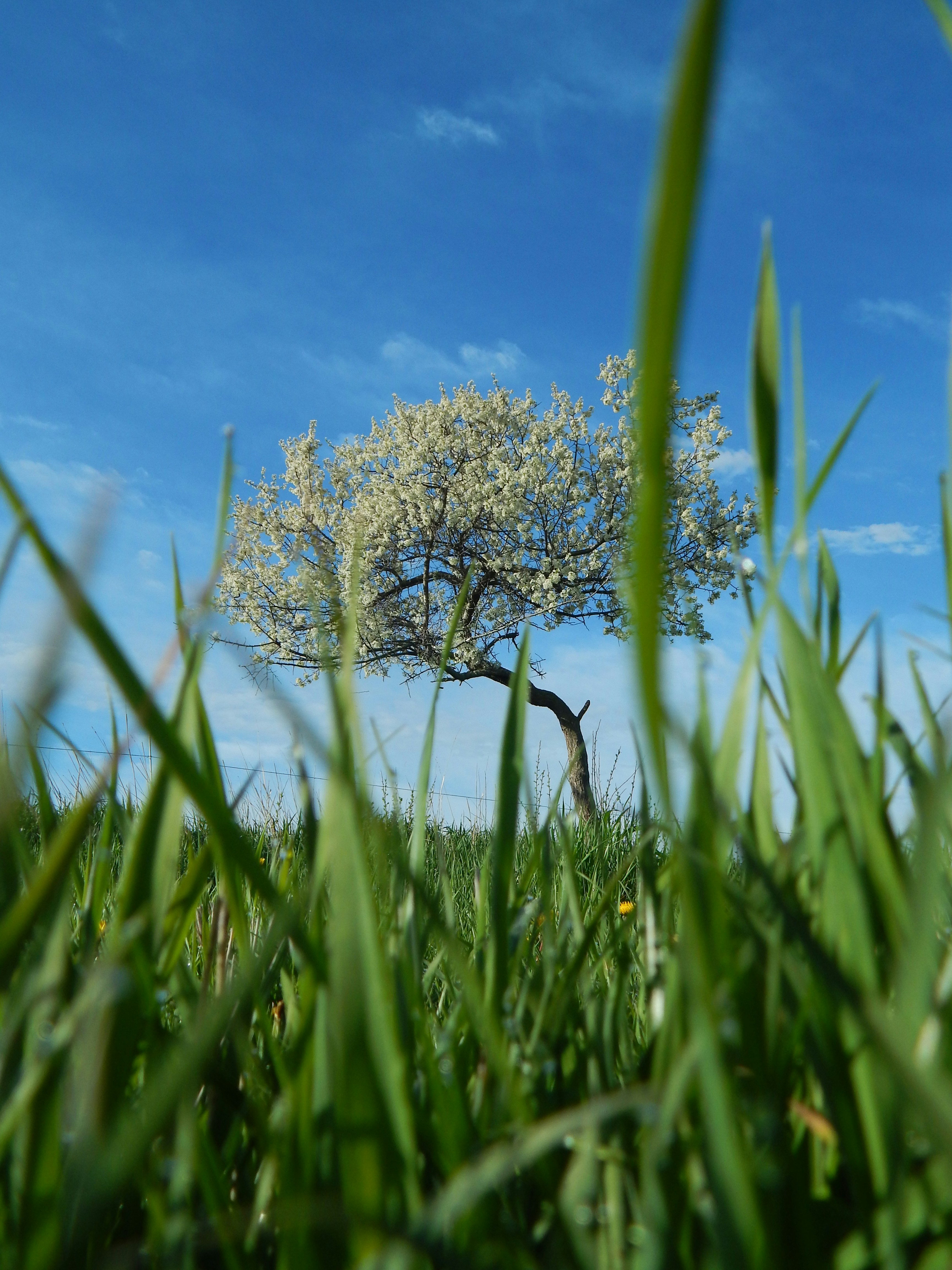 Spring Blossom Sentinel: A lone tree framed by tall grass under a cobalt sky.